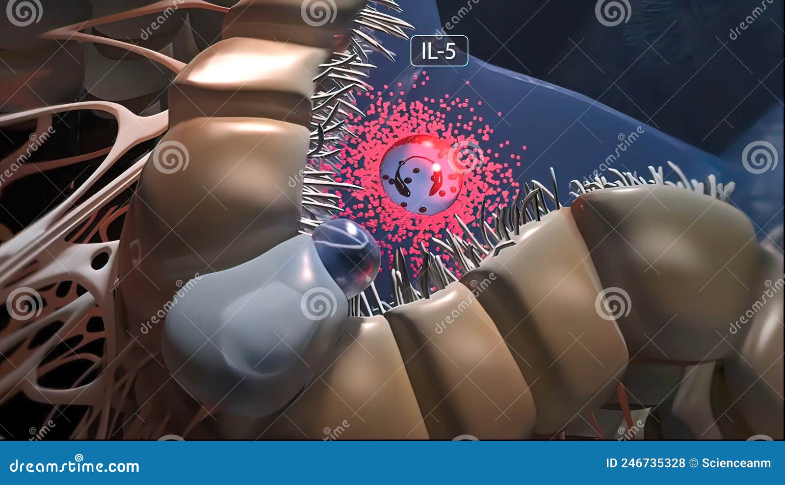 Lung Immunity and Inflammation Stock Illustration - Illustration of ...