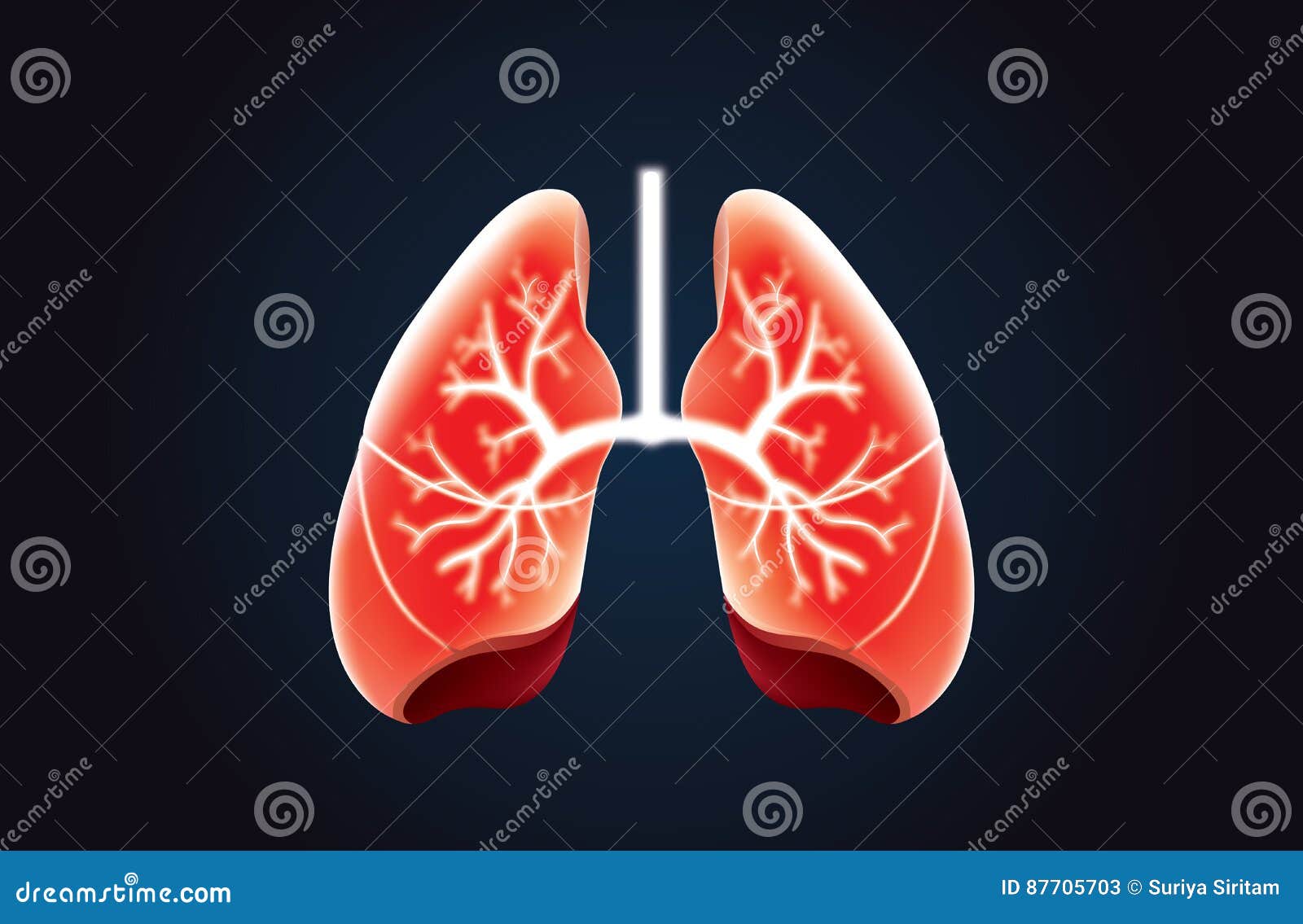 Lung Vector Red Color on Black. Stock Vector - Illustration of human ...