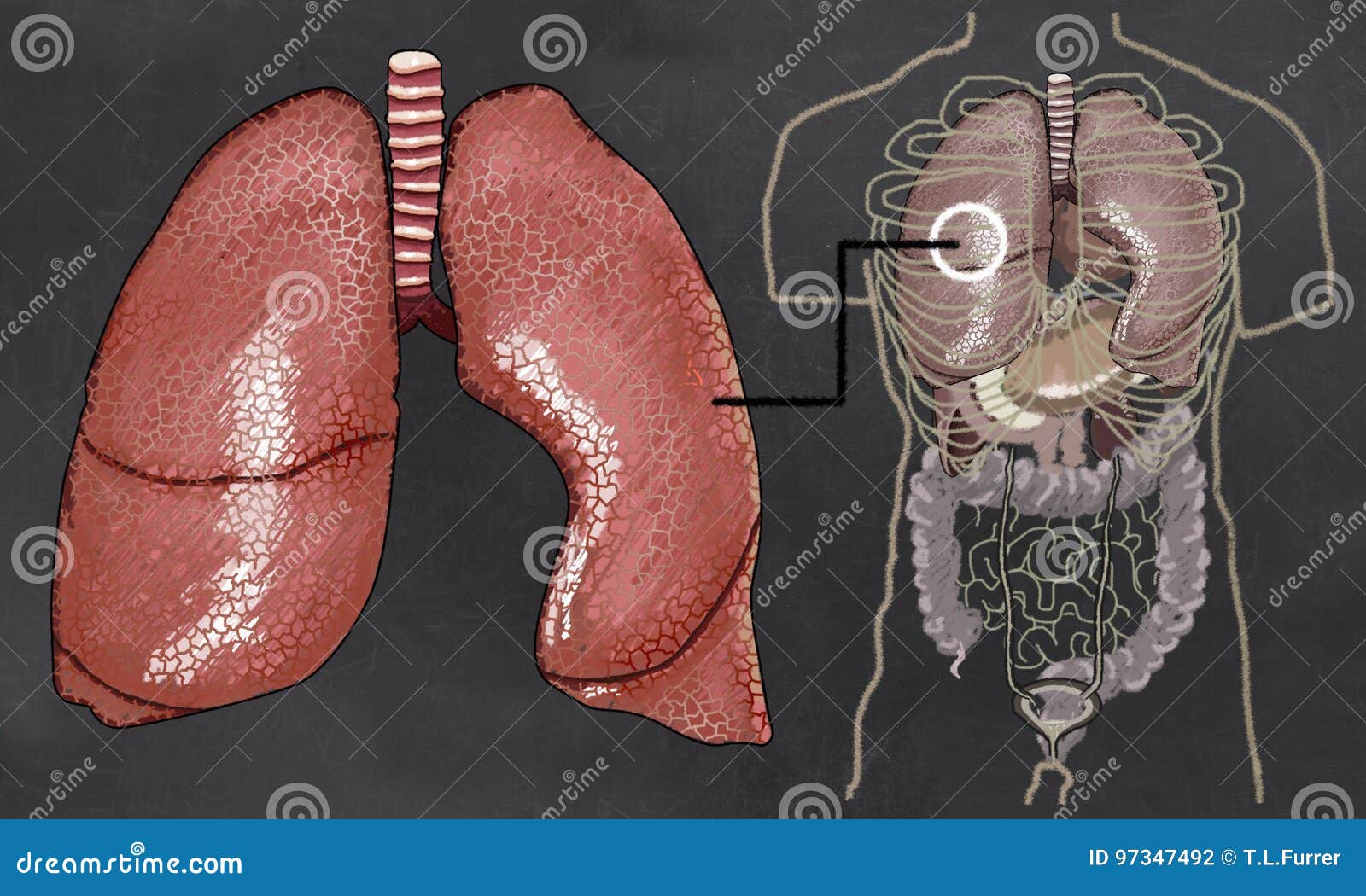 Lungaanatomiillustration Med Torson Stock Illustrationer - Illustration ...