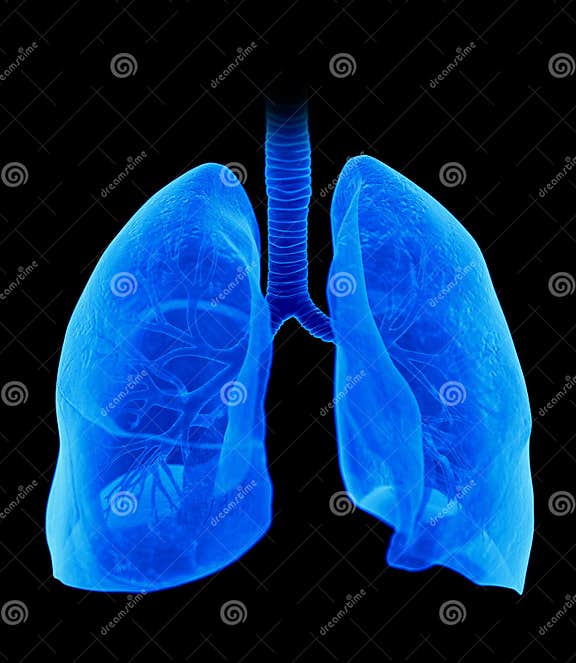 Lungan stock illustrationer. Illustration av bronker - 58775911