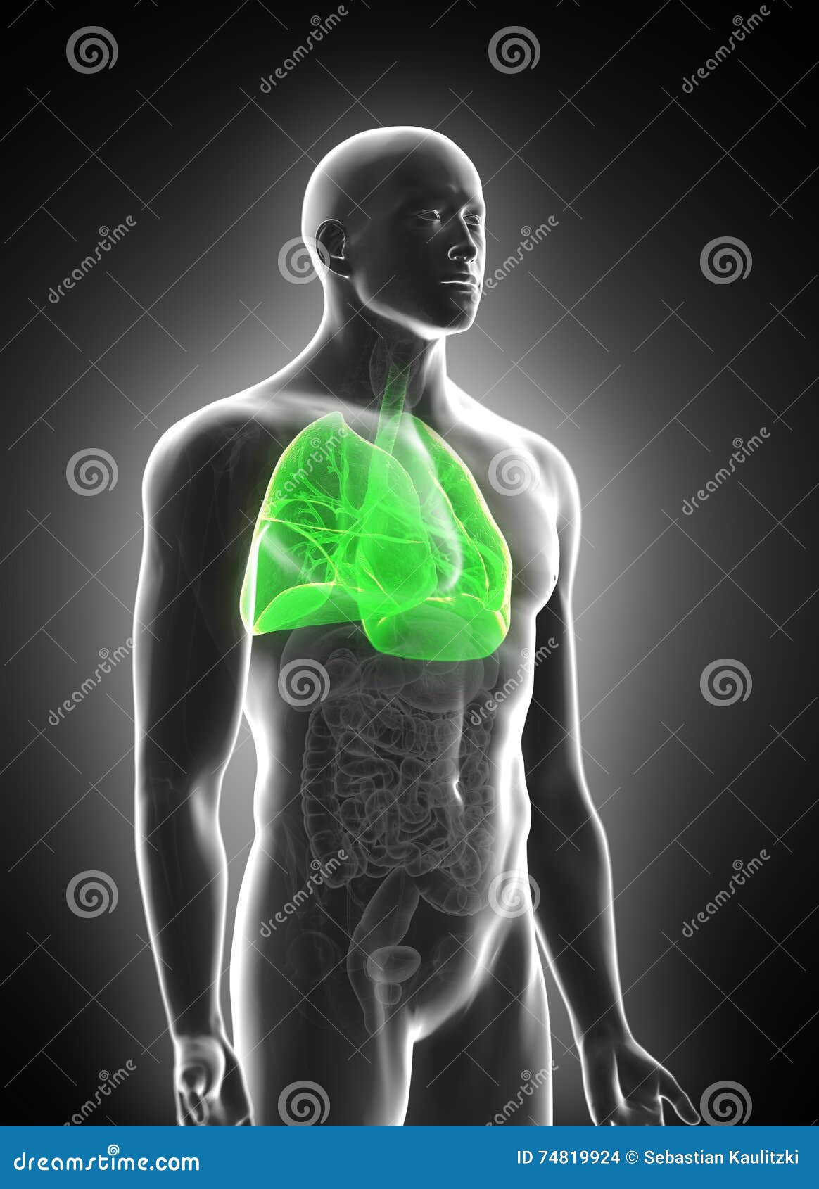 Lungan stock illustrationer. Illustration av medicin - 74819924