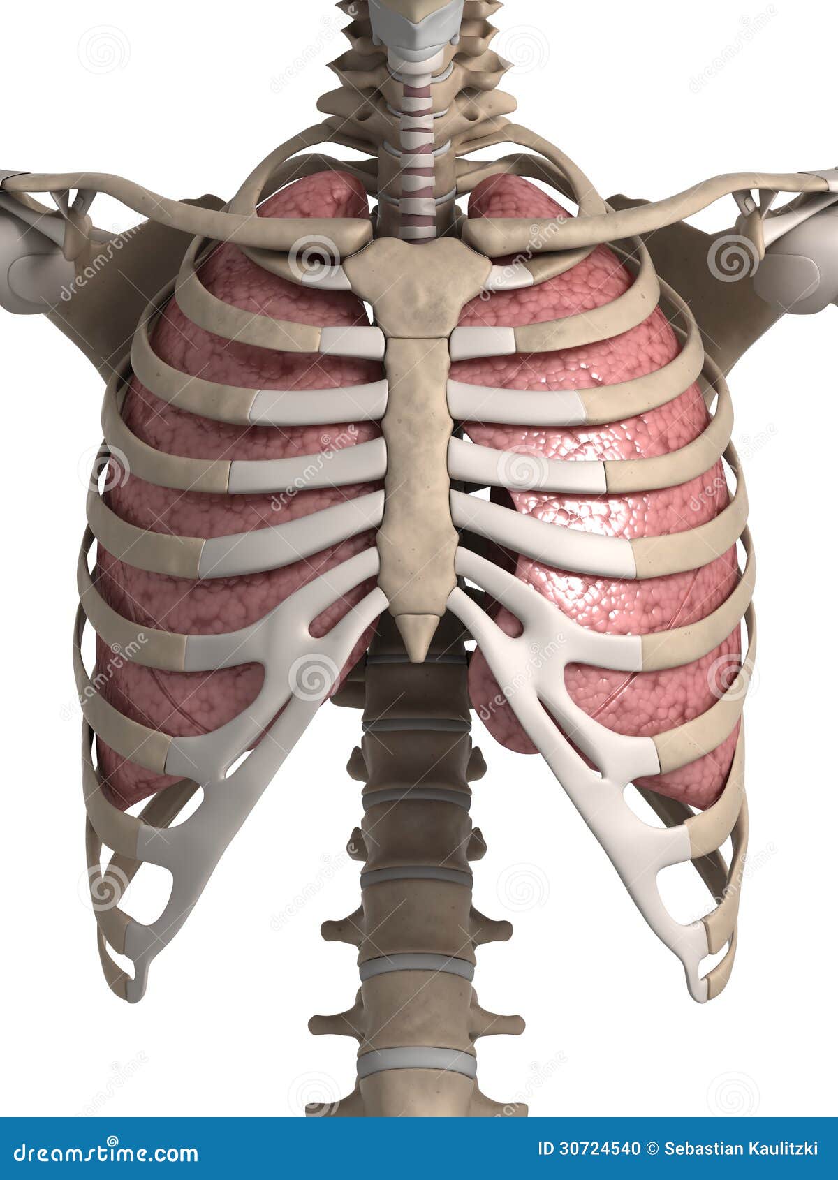 Lunge und Thorax stock abbildung. Bild von karosserie - 30724540