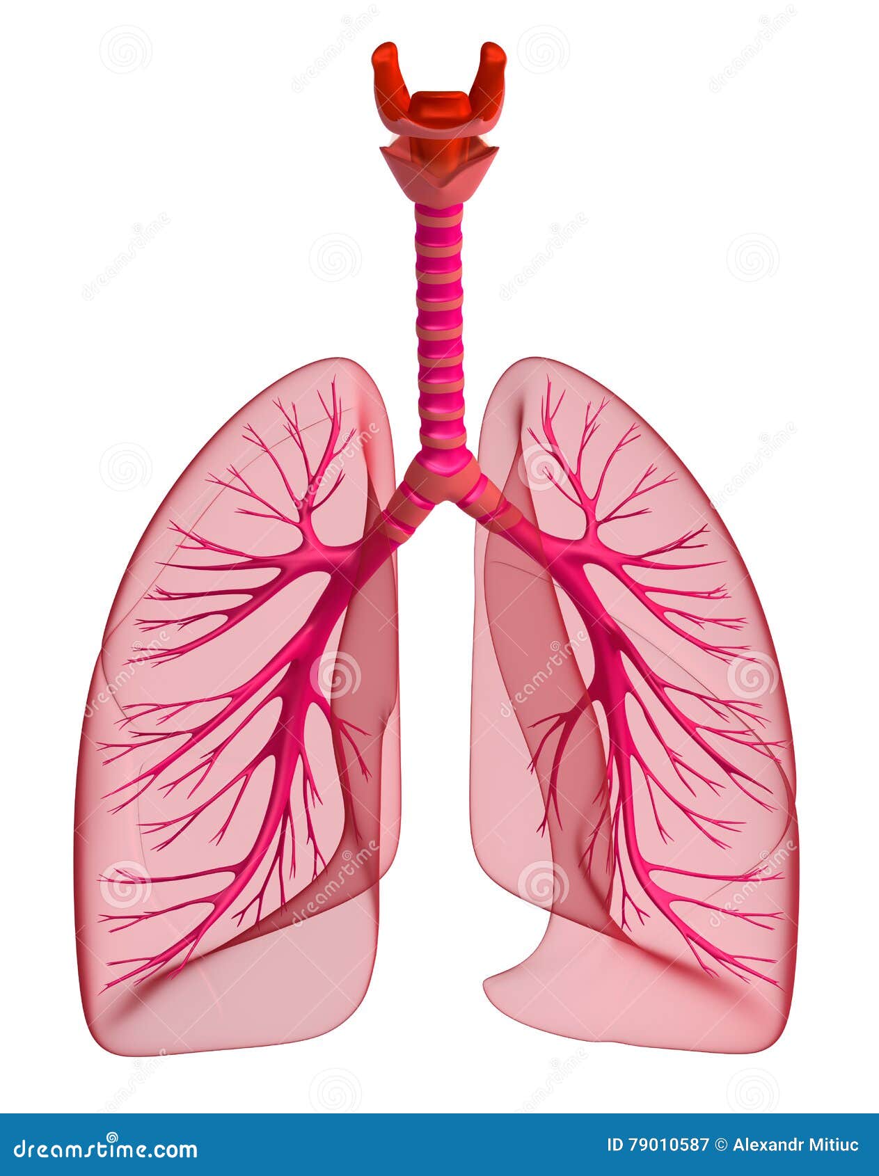 Lungen - Lungensystem Front View Stock Abbildung - Illustration von ...