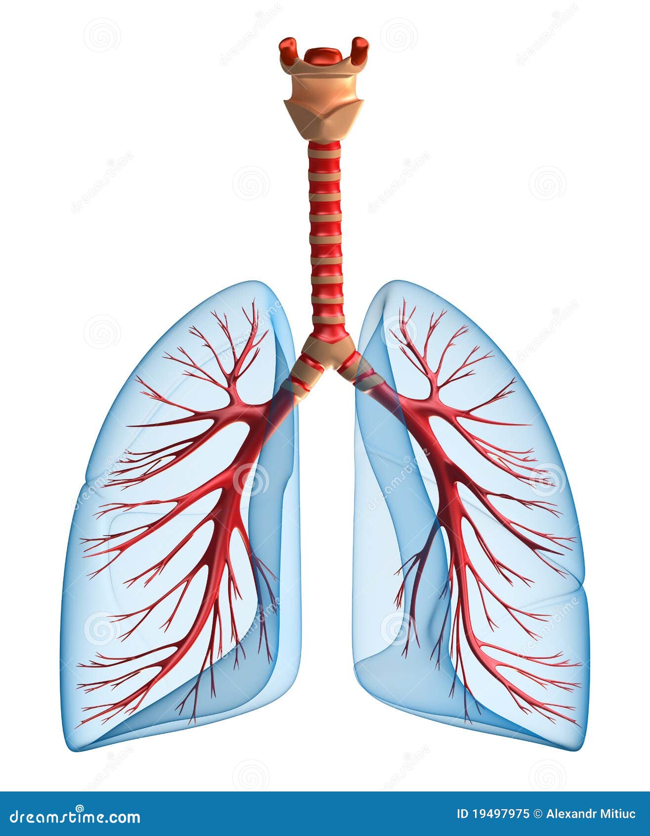 Lungen - Lungensystem. Vorderansicht Stock Abbildung - Illustration von ...