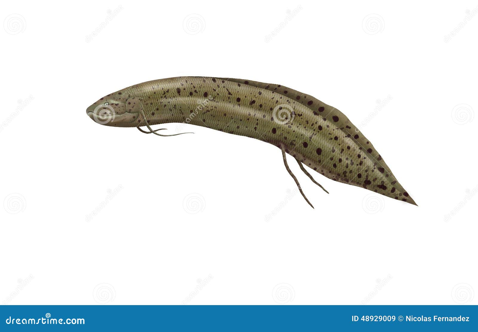 Lungfish stock illustration. Illustration of carboniferous - 48929009