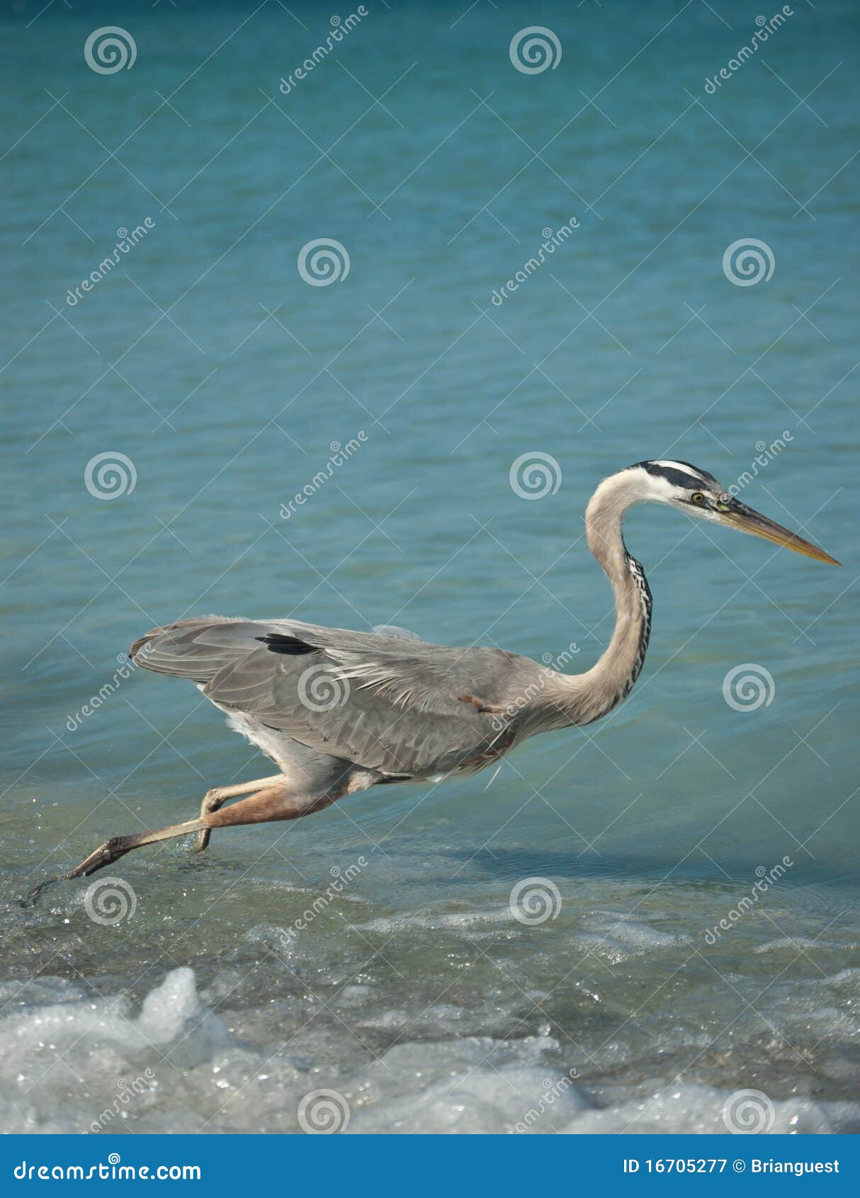 Lunging Great Blue Heron on a Gulf Coast Beach Stock Image - Image of ...