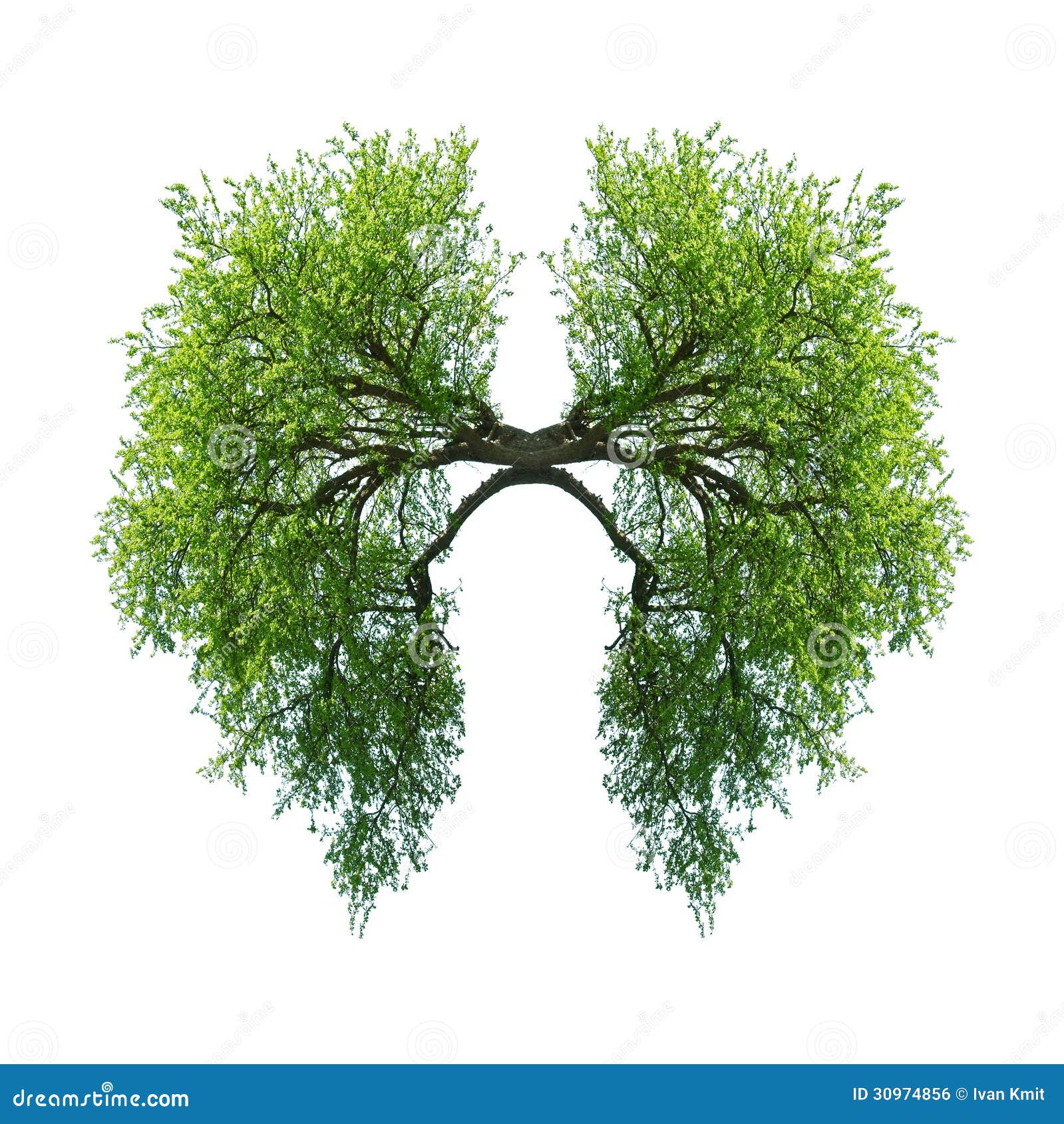 Lungor arkivfoto. Bild av lunga, abstrakt, klimat, alveolär - 30974856