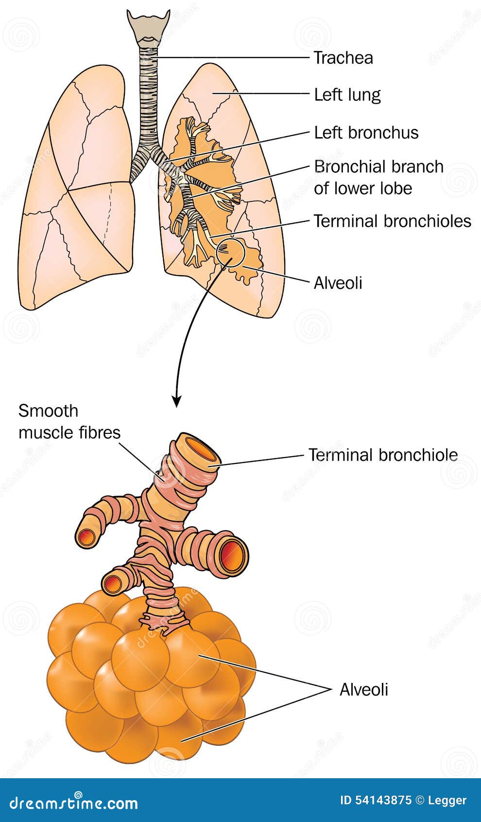 Lungor Med Detaljen Av Alveoler Vektor Illustrationer - Illustration av ...