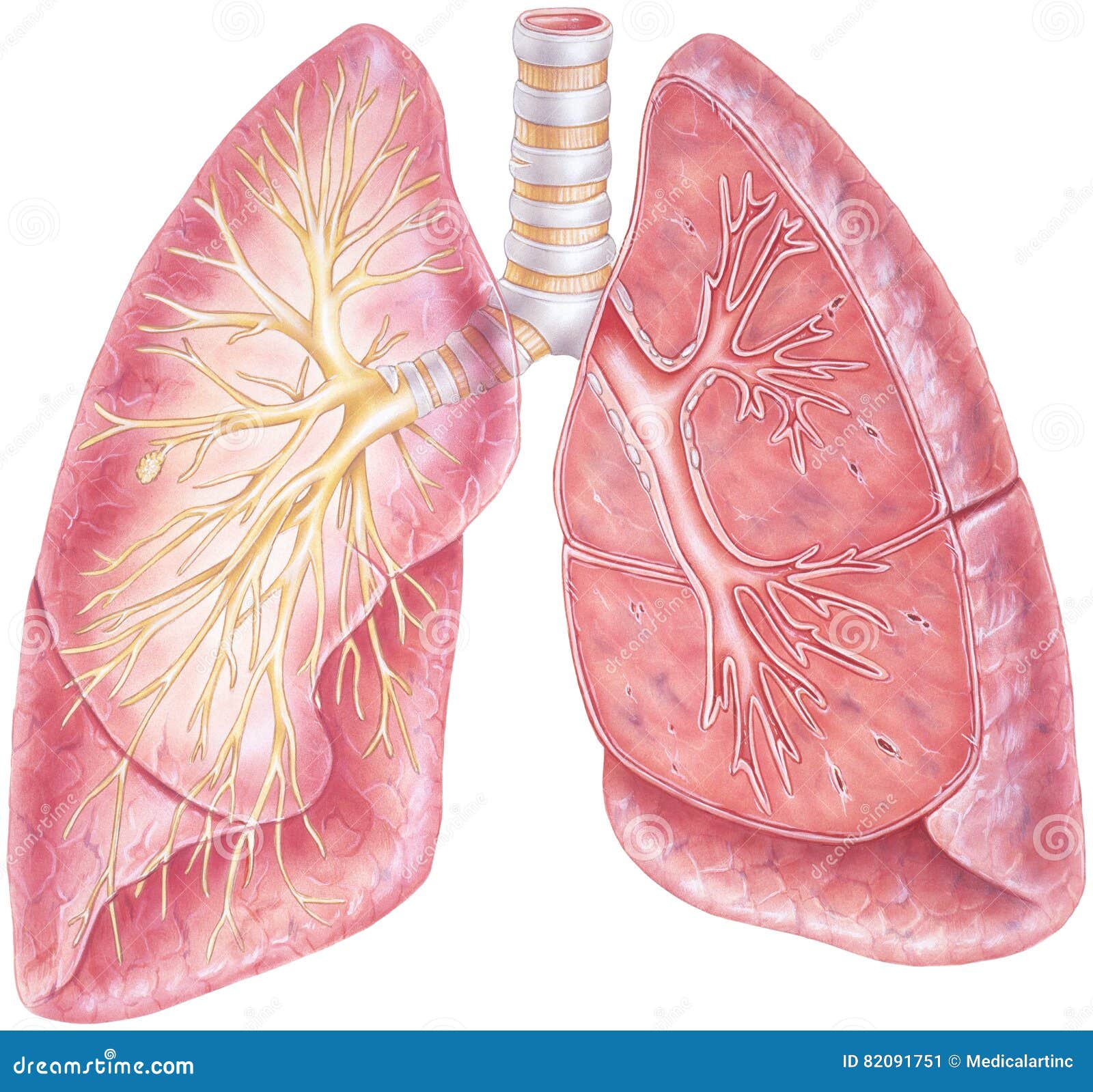 Lungor - Visningluftstrupe & Bronkialt Träd Stock Illustrationer ...