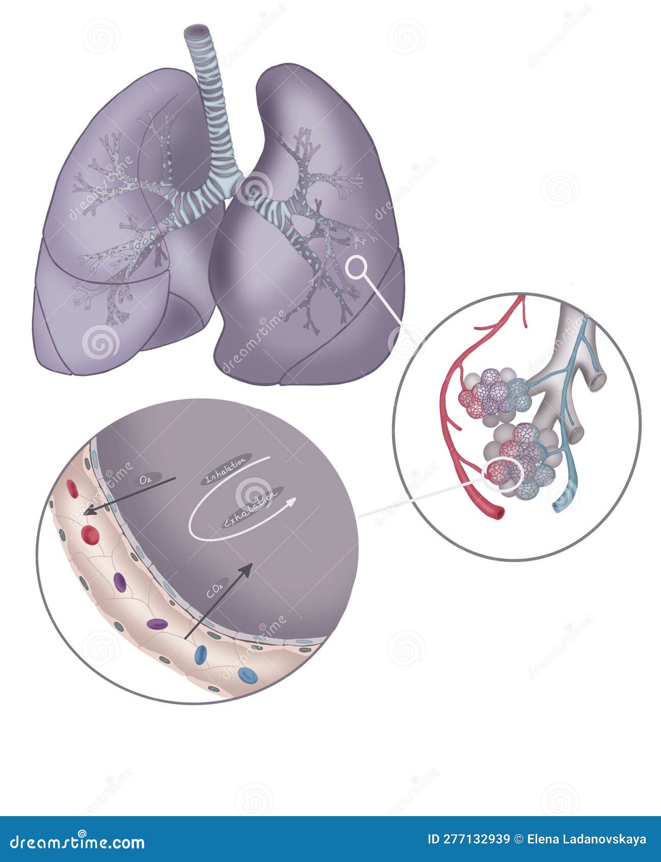 Anatomy Of Bee Educational Labeled Body Structure Scheme Vector ...