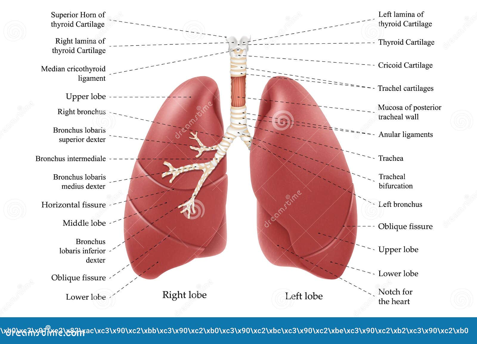 Lungs Anatomy With Inscription Internal Organs Of The Human Body Isolated On White Background