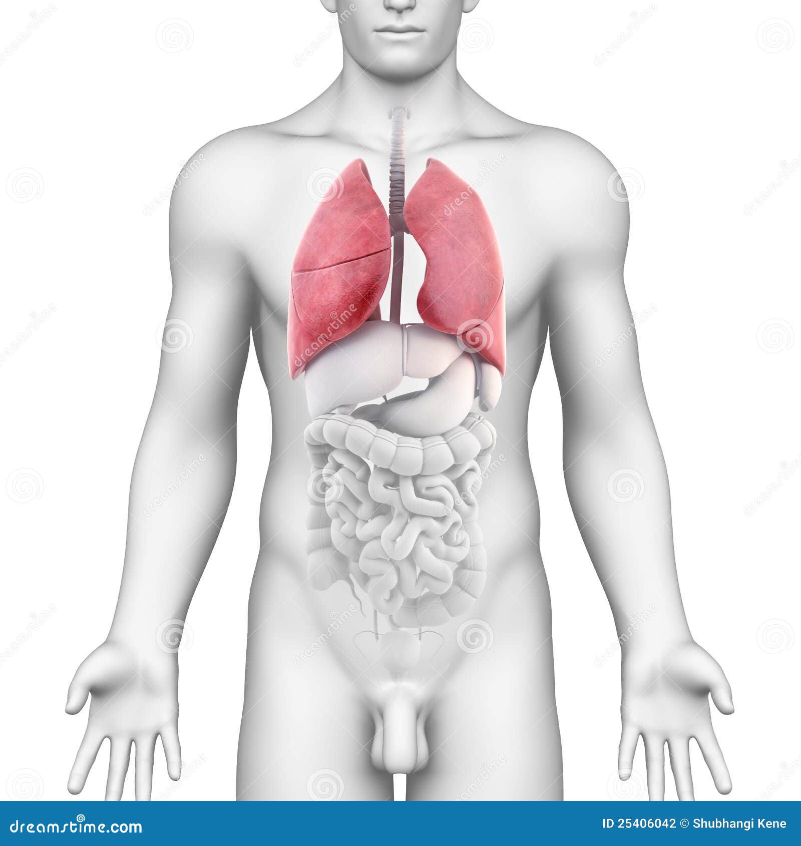 Lungs Anatomy Medical Vector Illustration Diagram Set With Lung Lobes ... Lungs Anatomy Medical Vector Illustration Diagram Set With Lung Lobes ...