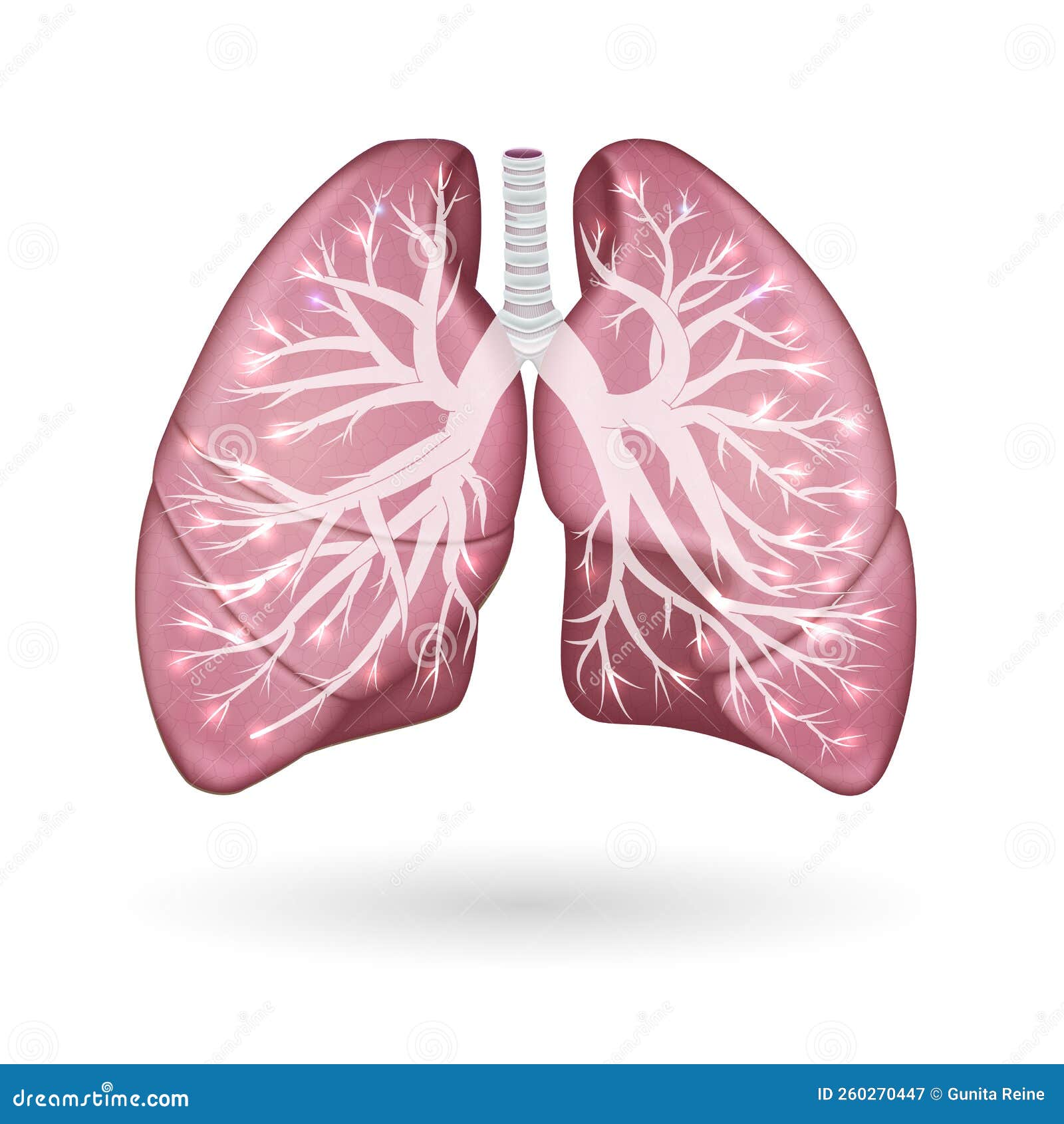 Lungs and Bronchi stock vector. Illustration of asthma - 260270447