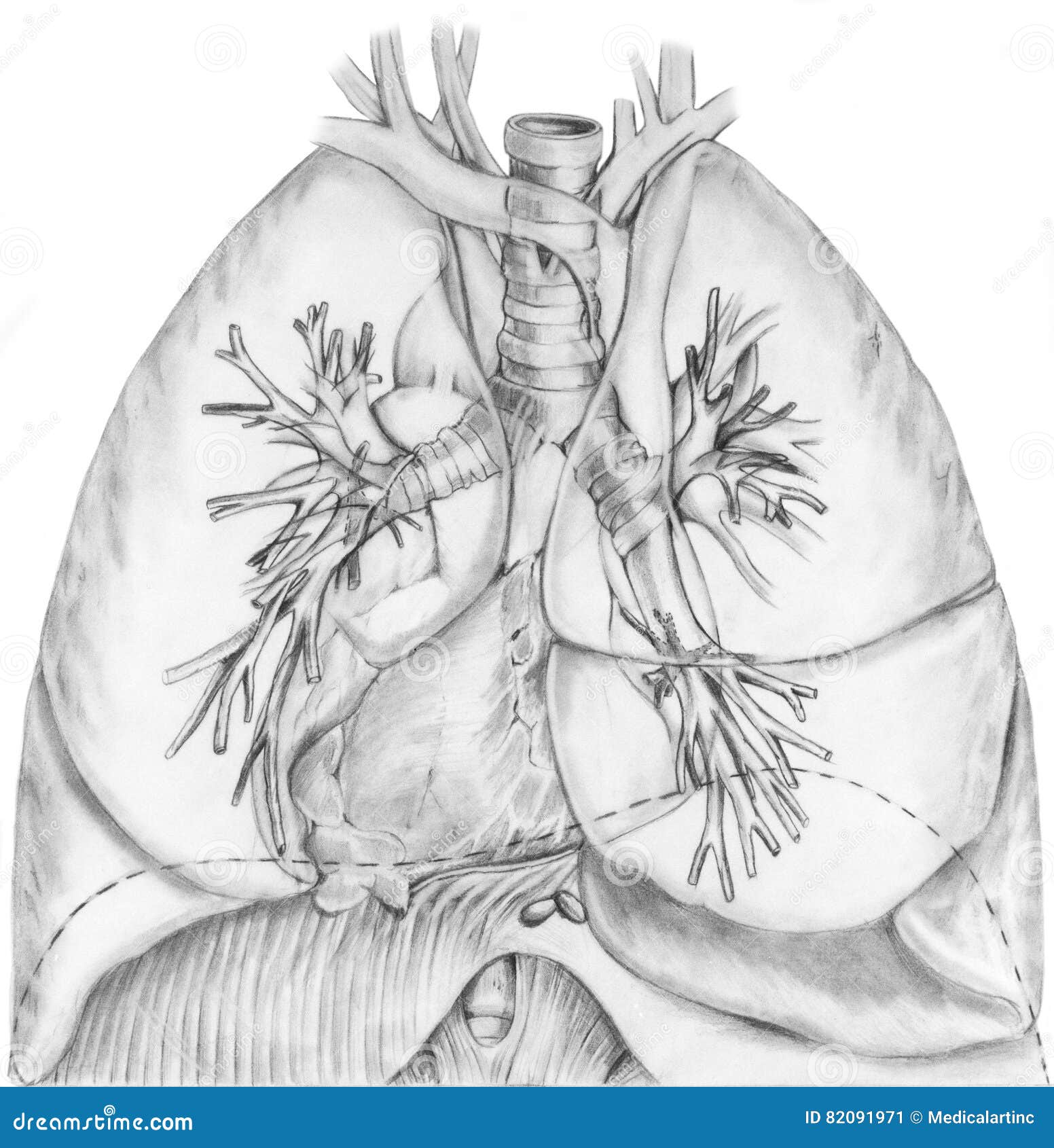 Lungs and Bronchial System stock illustration. Illustration of breathe ...