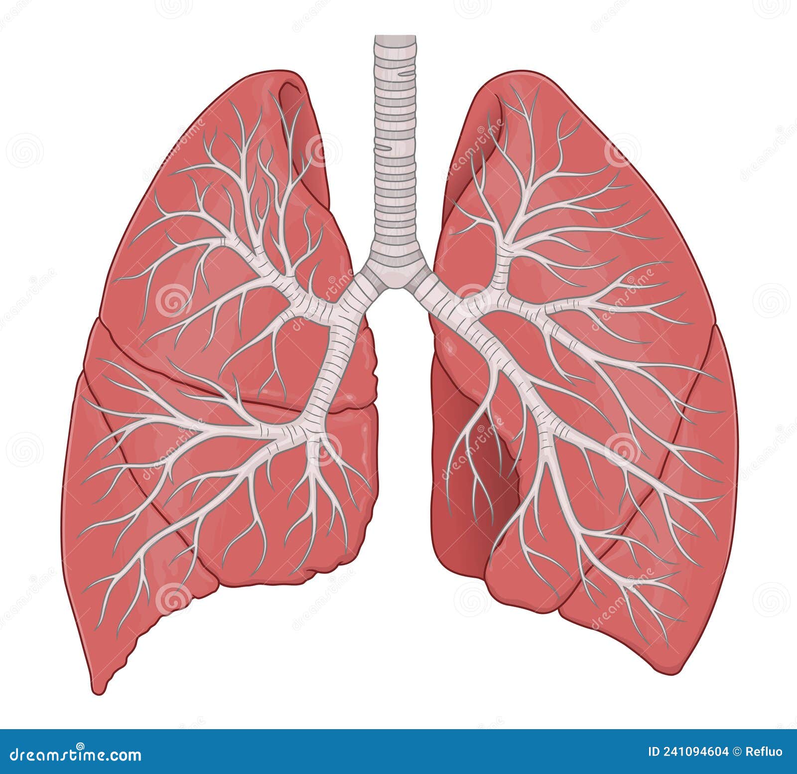 Bronchus Cartoons, Illustrations & Vector Stock Images - 3244 Pictures ...