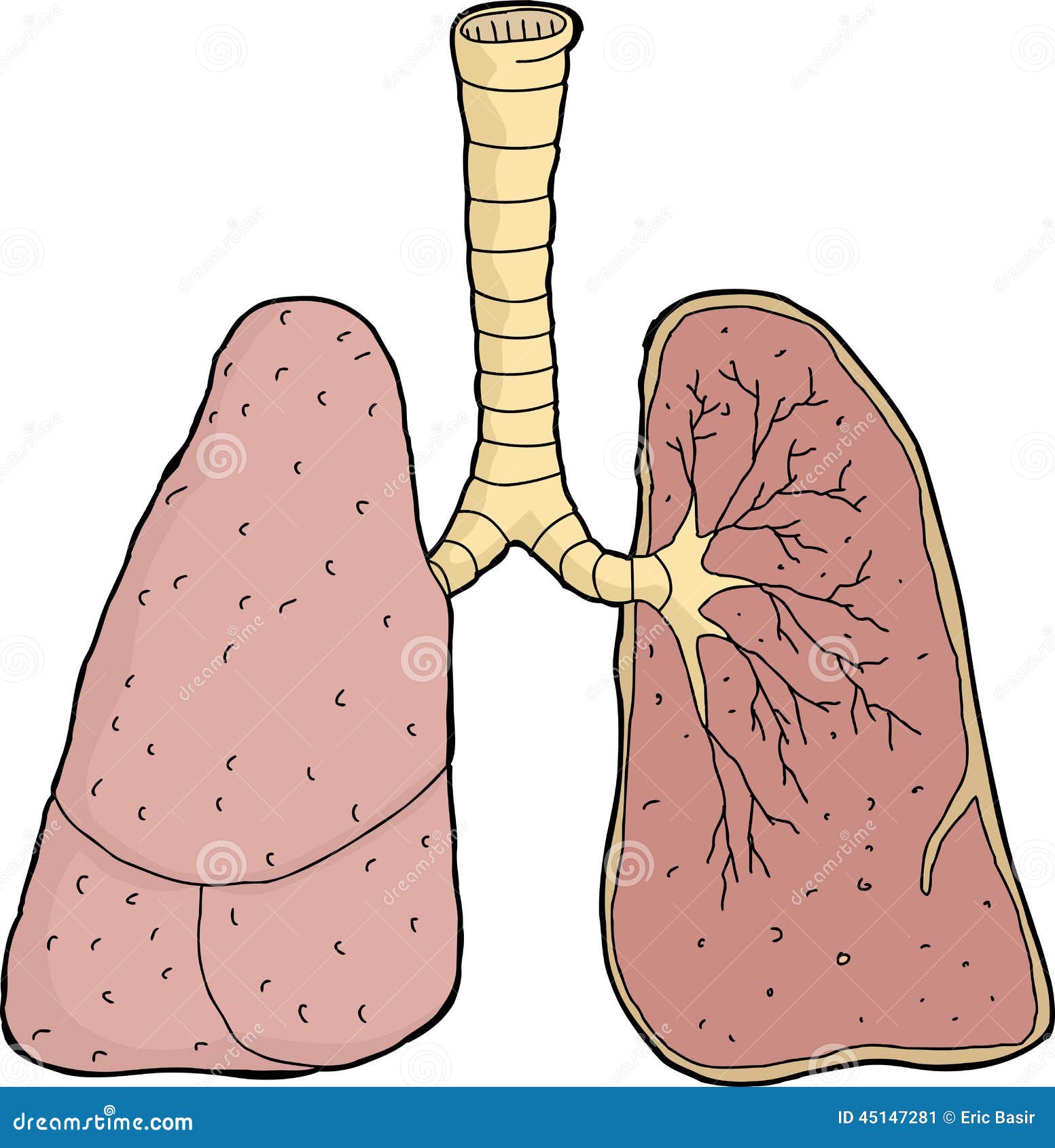Lungs Cross Section stock vector. Illustration of organ - 45147281