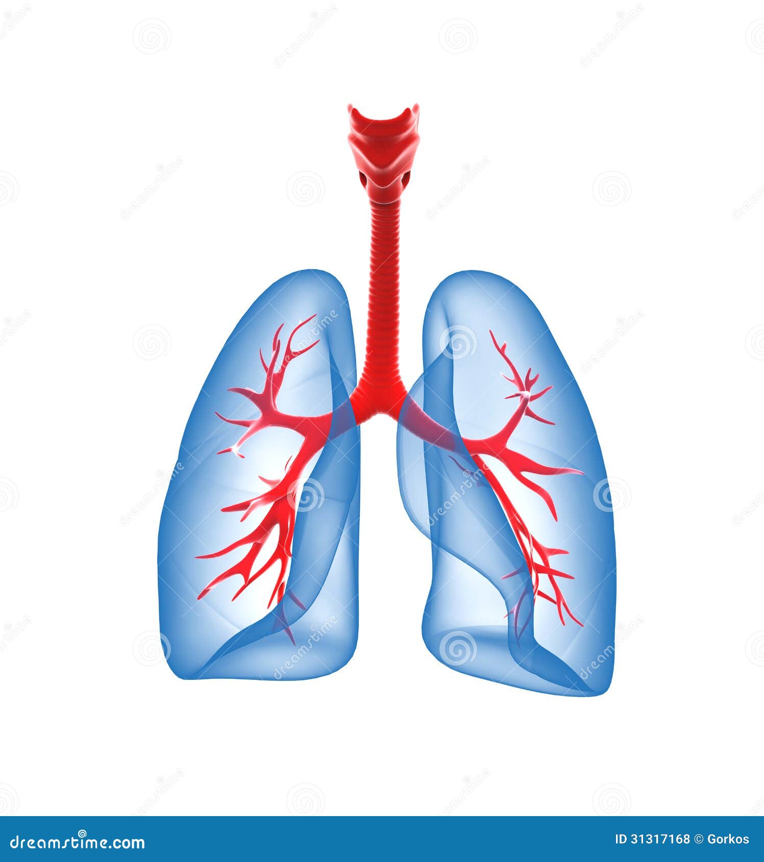 Lungs stock illustration. Illustration of breathe, respiratory - 31317168