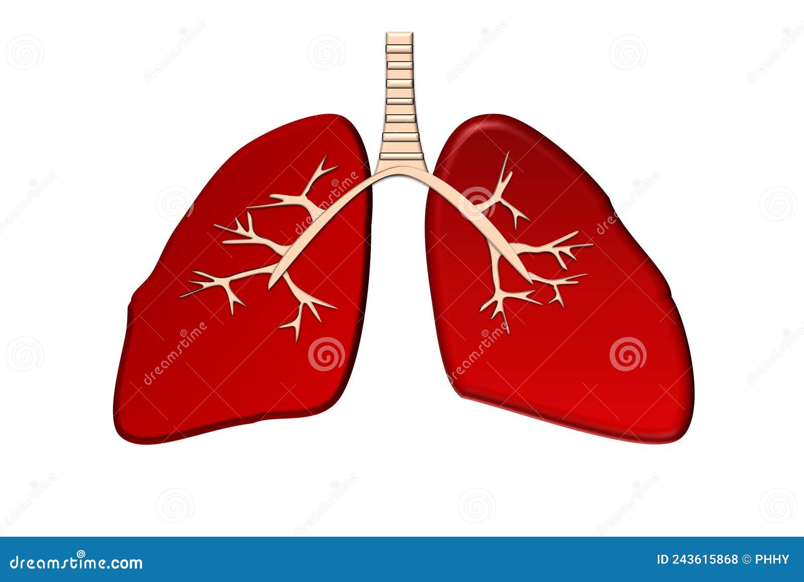 Lungs Design Flat Style Cross Section Stock Vector - Illustration of ...