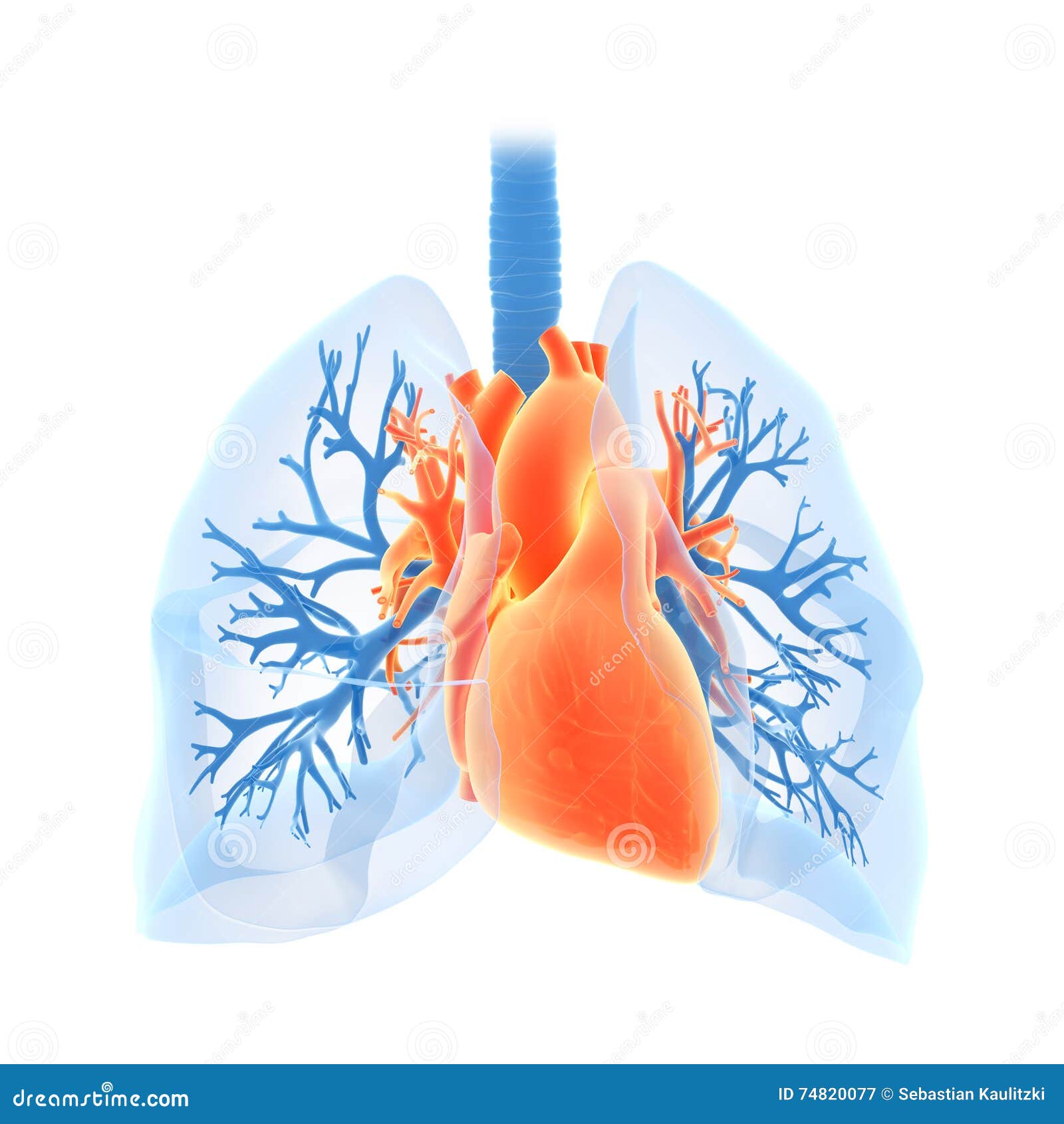 Lungs And Heart Anatomy, 3d Rendered Medically Illustration, Science ...
