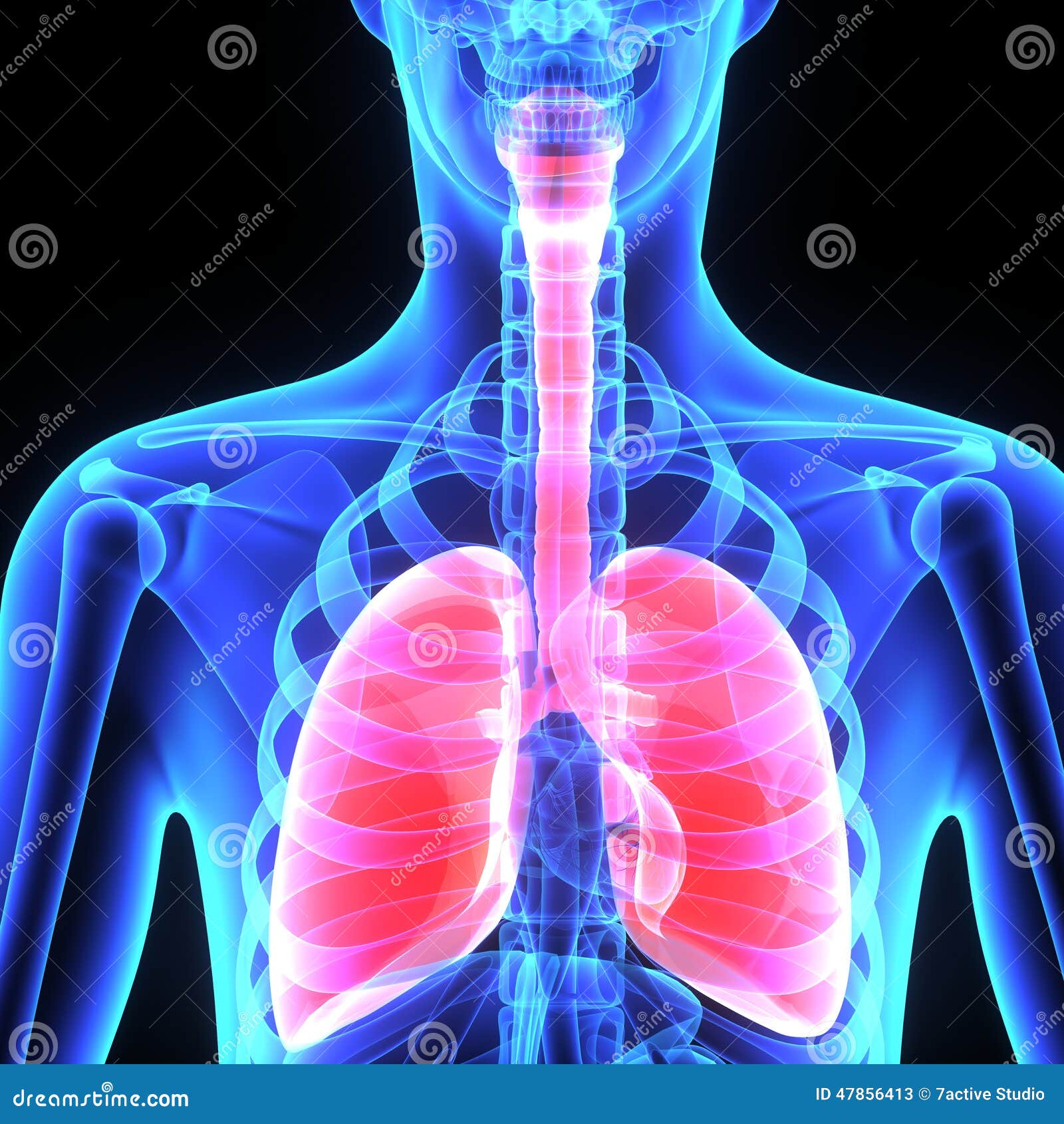 Lungs stock illustration. Illustration of organ, science - 47856413