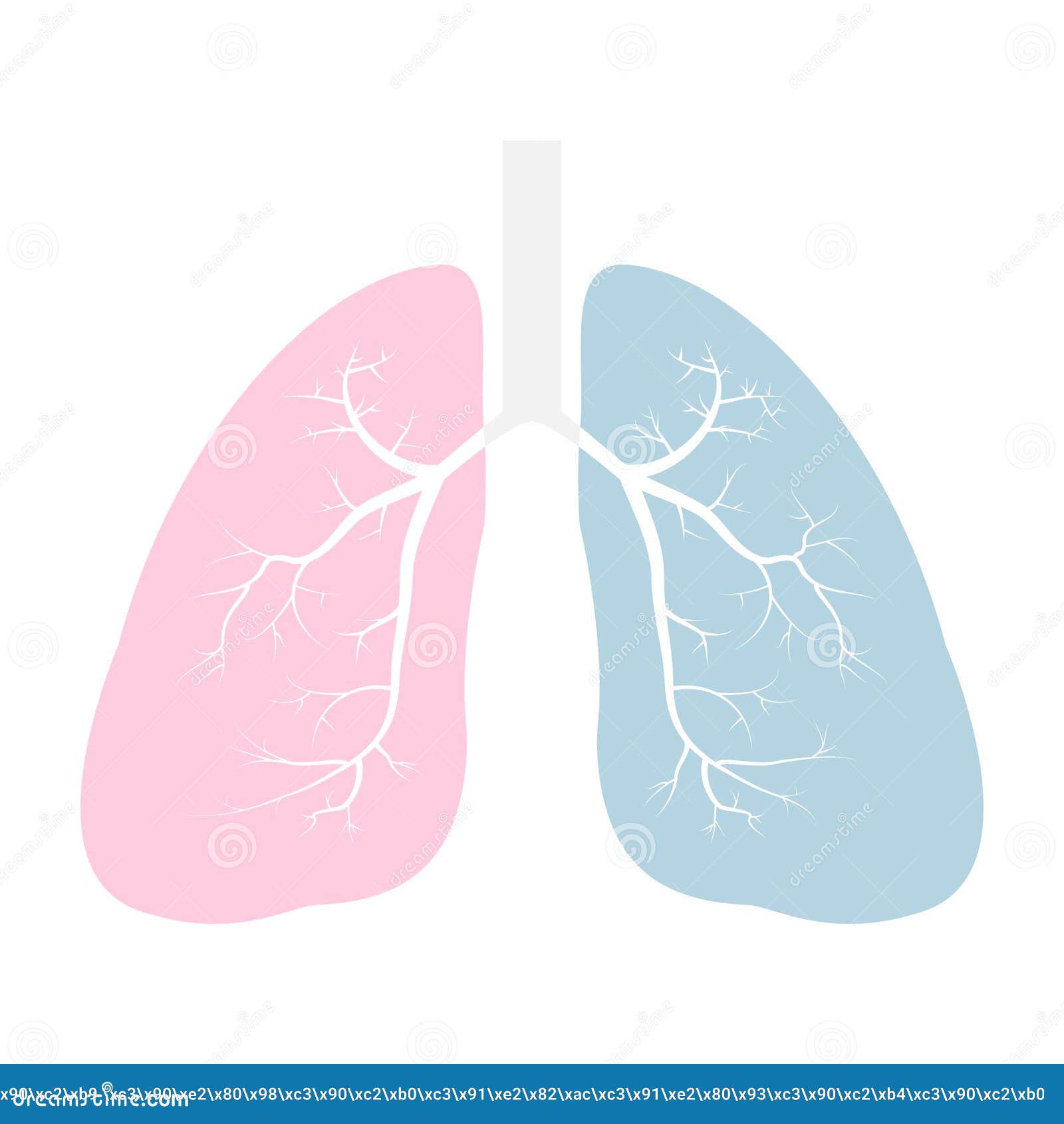 Lungs Icon Vector Illustration Pink And Blue Flat Style Internal