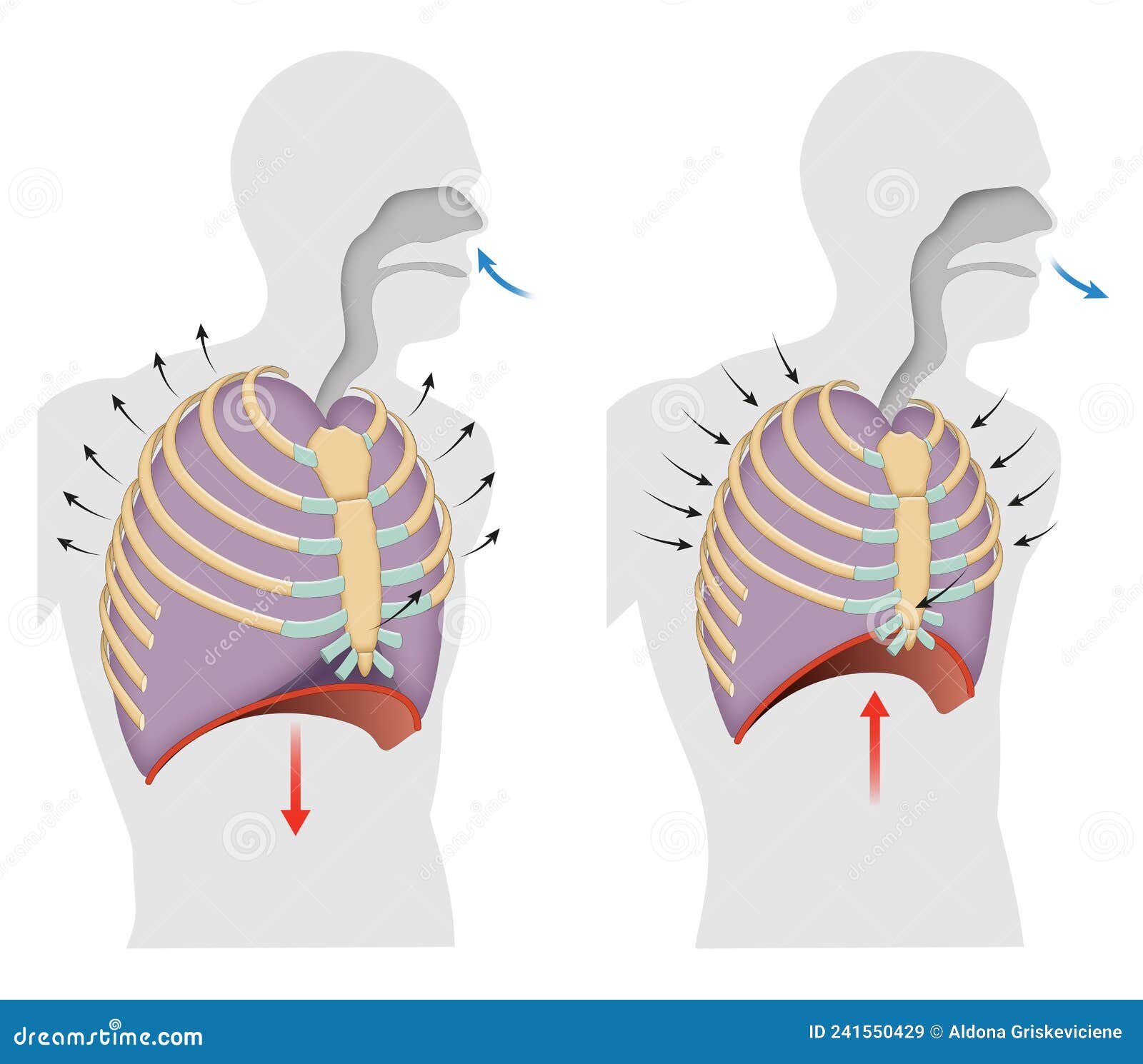 Inspiration And Expiration Anatomical Vector Illustration Diagram ...