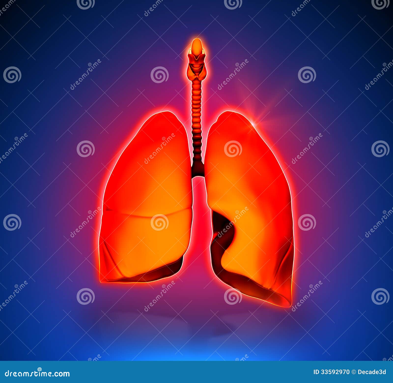 Lungs - Internal organs stock illustration. Illustration of lung - 33592970