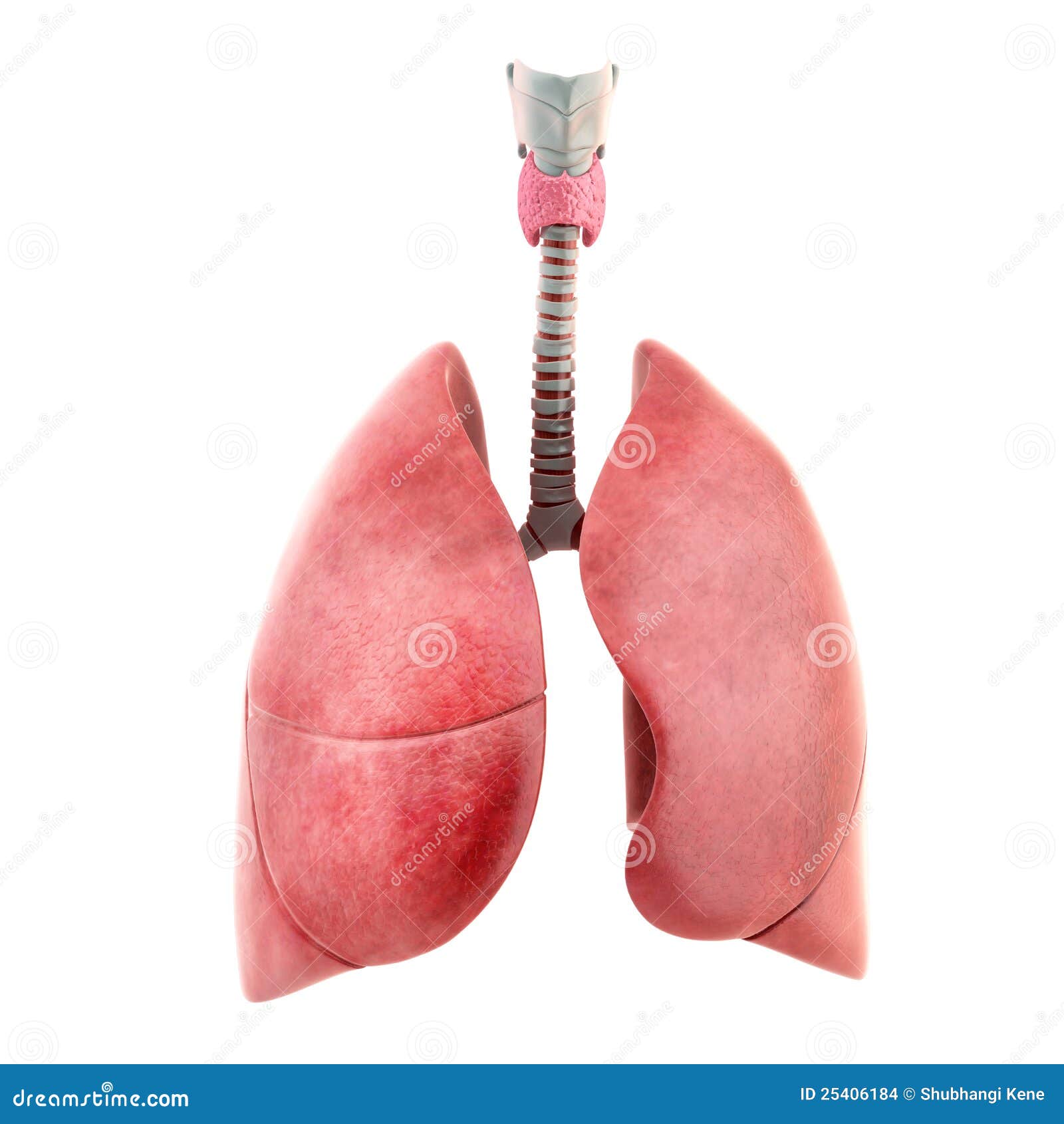 Lungs Isolated on White Background Stock Illustration - Illustration of ...