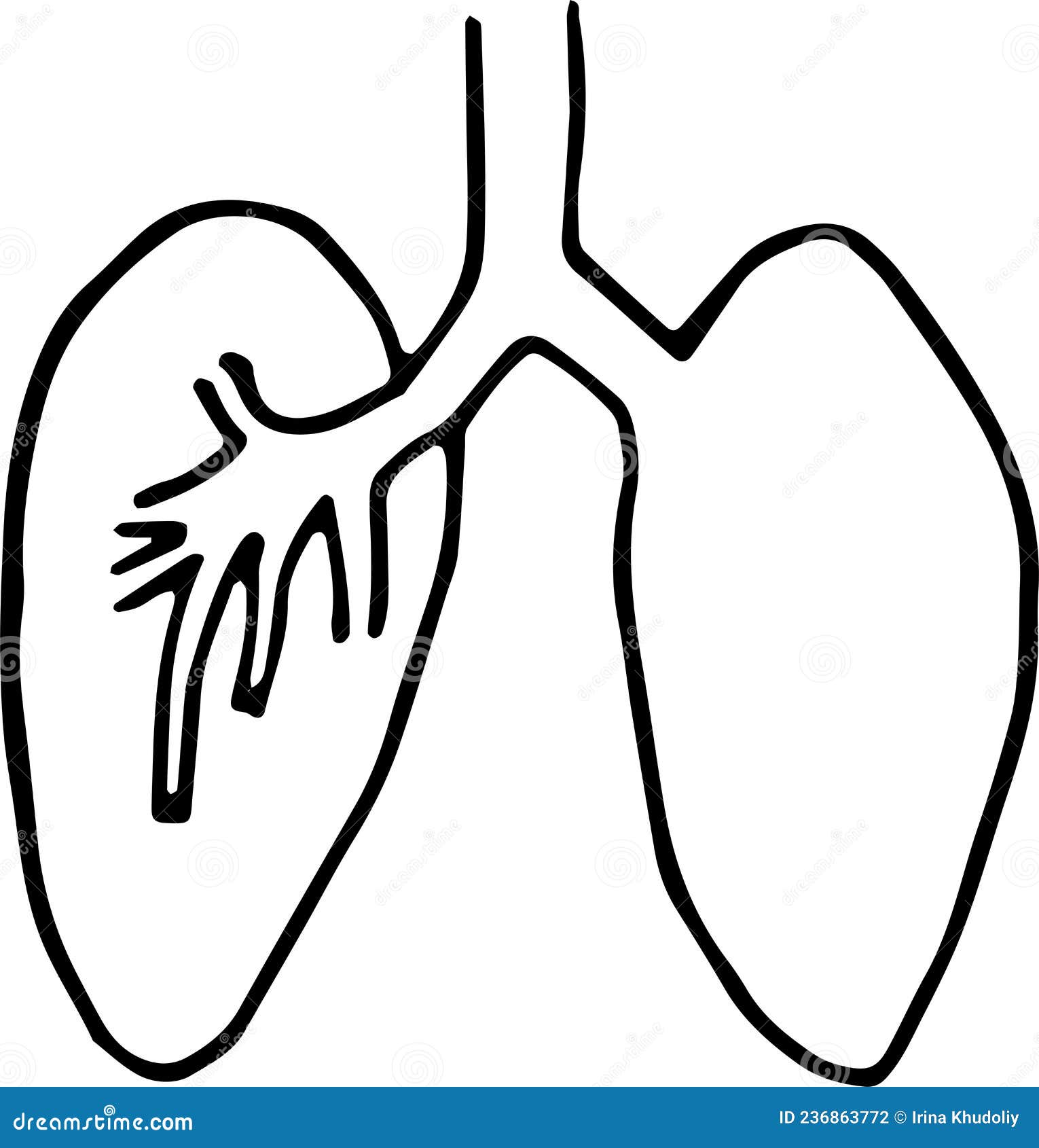 Lungs Line Icon. Symmetric Organ Of Human Chest, Anatomy And Biology ...
