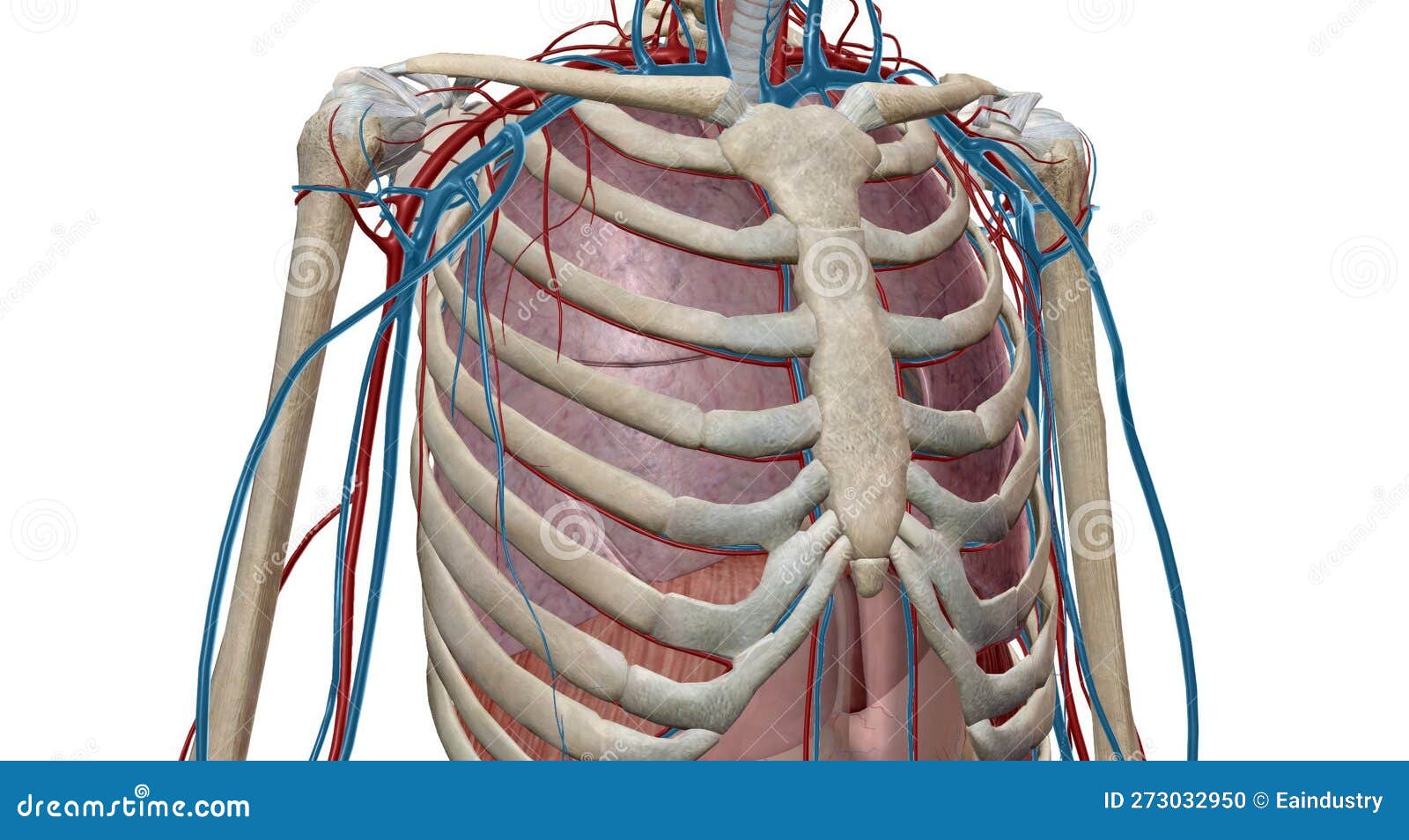 The Lungs are Located on Either Side of the Breastbone in the Chest ...