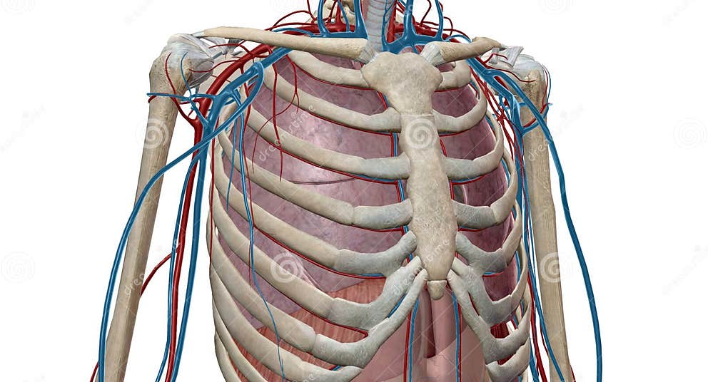 The Lungs are Located on Either Side of the Breastbone in the Chest ...
