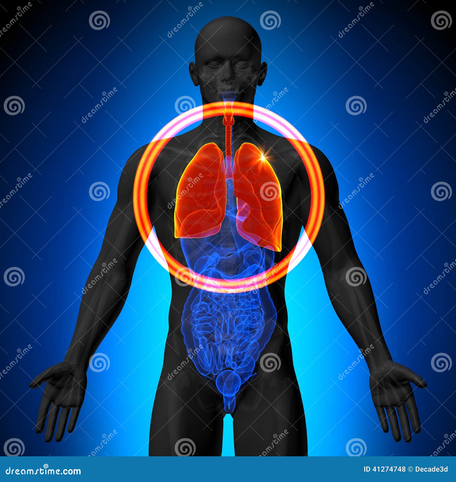 Lungs - Male Anatomy of Human Organs - X-ray View Stock Illustration ...