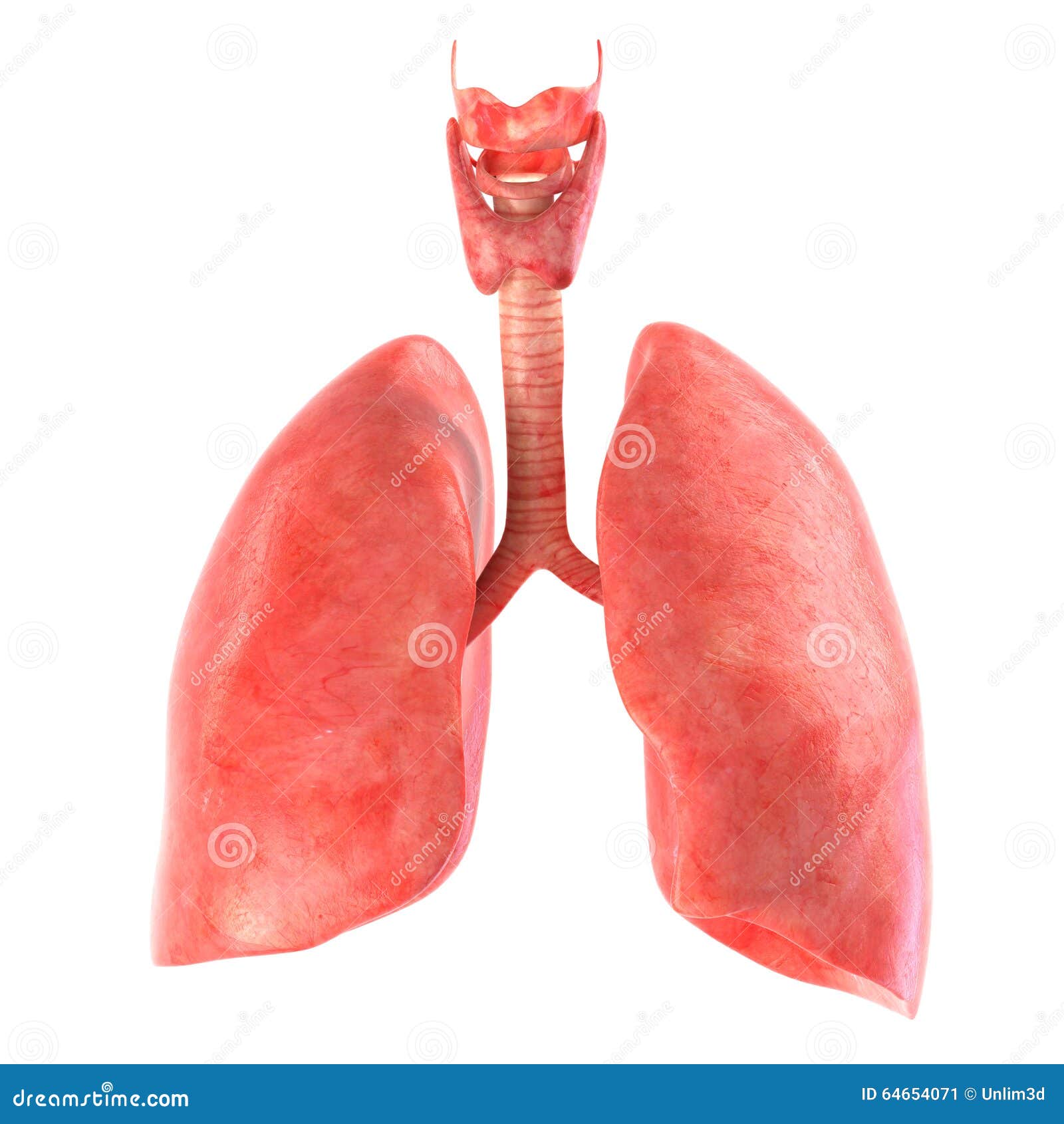 Lungs Over White Background. Anatomically Accurate Render. Stock Image ...