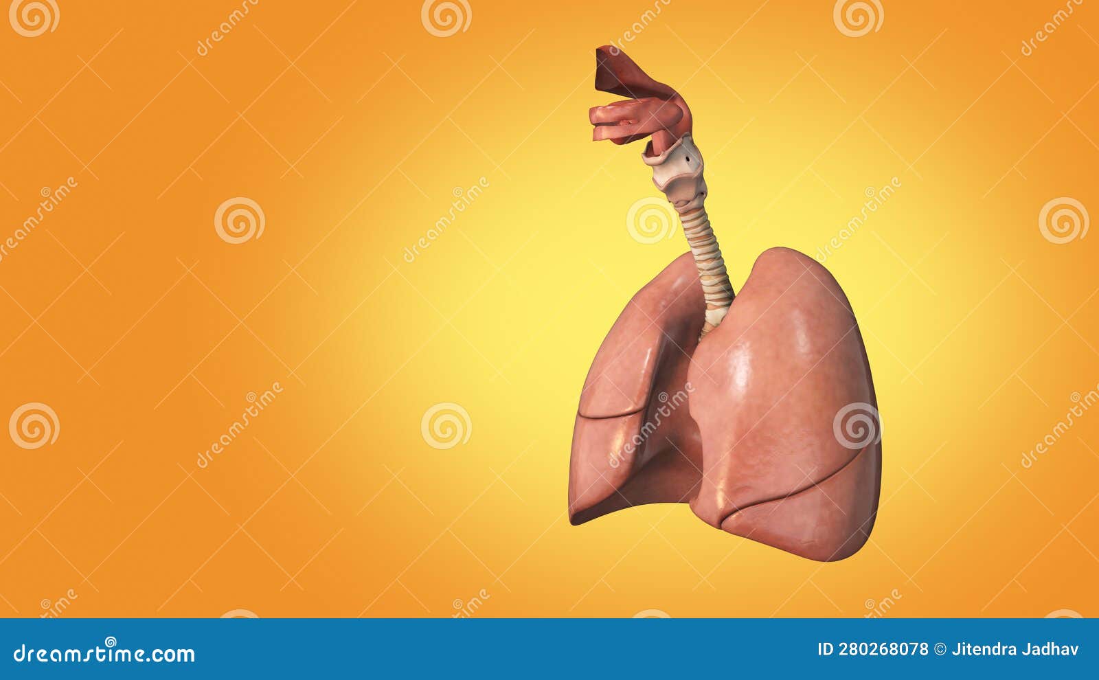 Human Lungs in a Medical 3D Picture Stock Illustration - Illustration ...