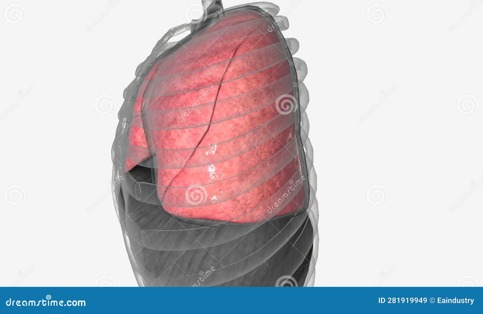 The Lungs are a Pair of Sponge-like, Expandable Organs Located W Stock ...