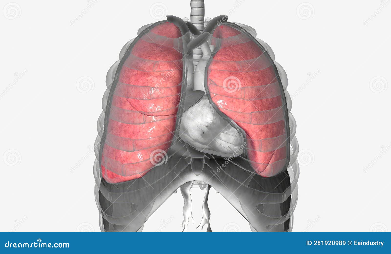 The Lungs are a Pair of Sponge-like, Expandable Organs Located W Stock ...