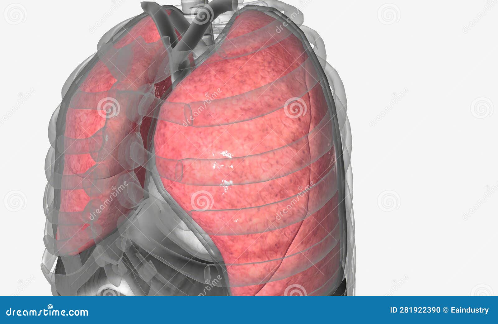 The Lungs are a Pair of Sponge-like, Expandable Organs Located W Stock ...