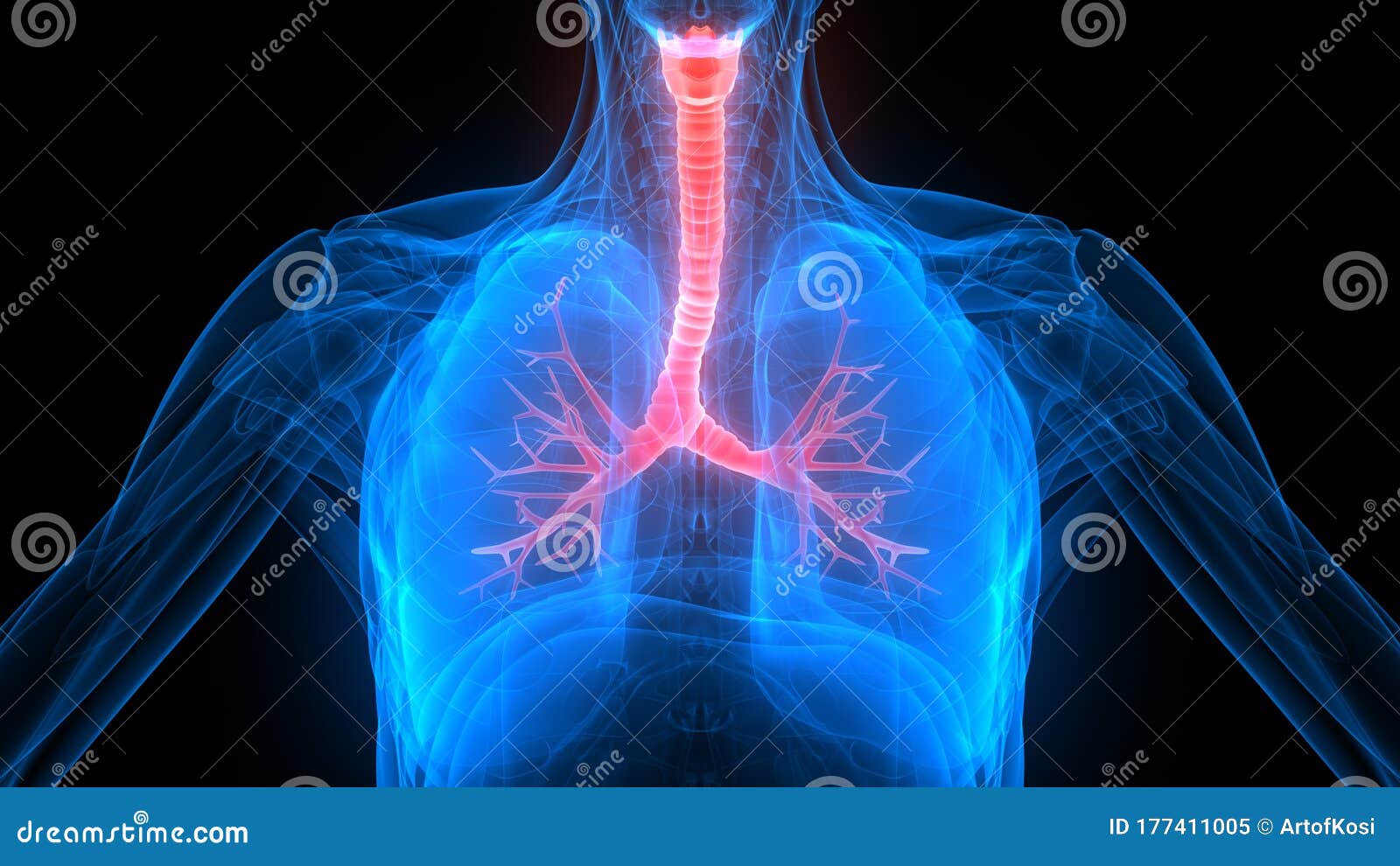 Lungs a Part of Human Respiratory System Anatomy 3d Rendering Stock ...