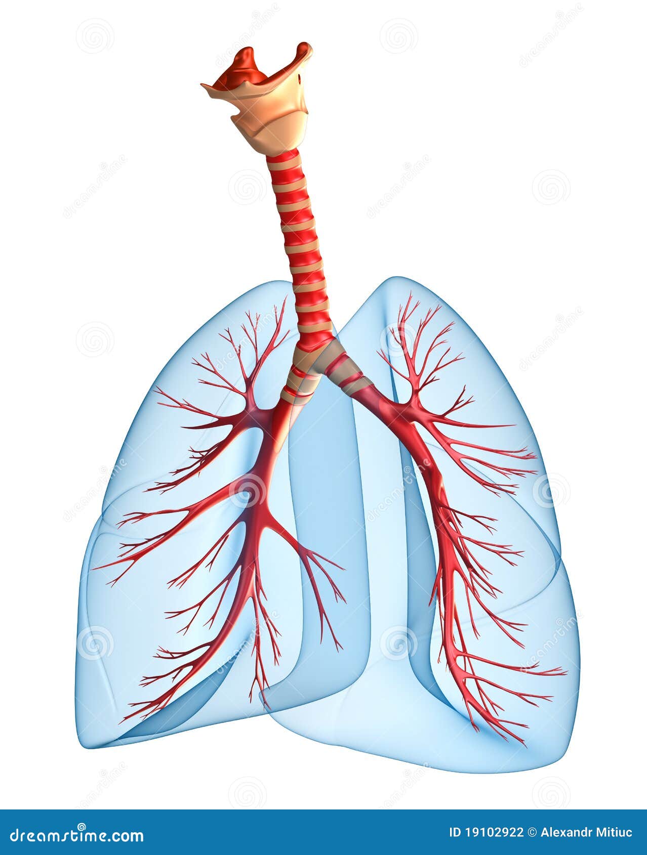 Lungs - pulmonary system stock illustration. Illustration of human ...