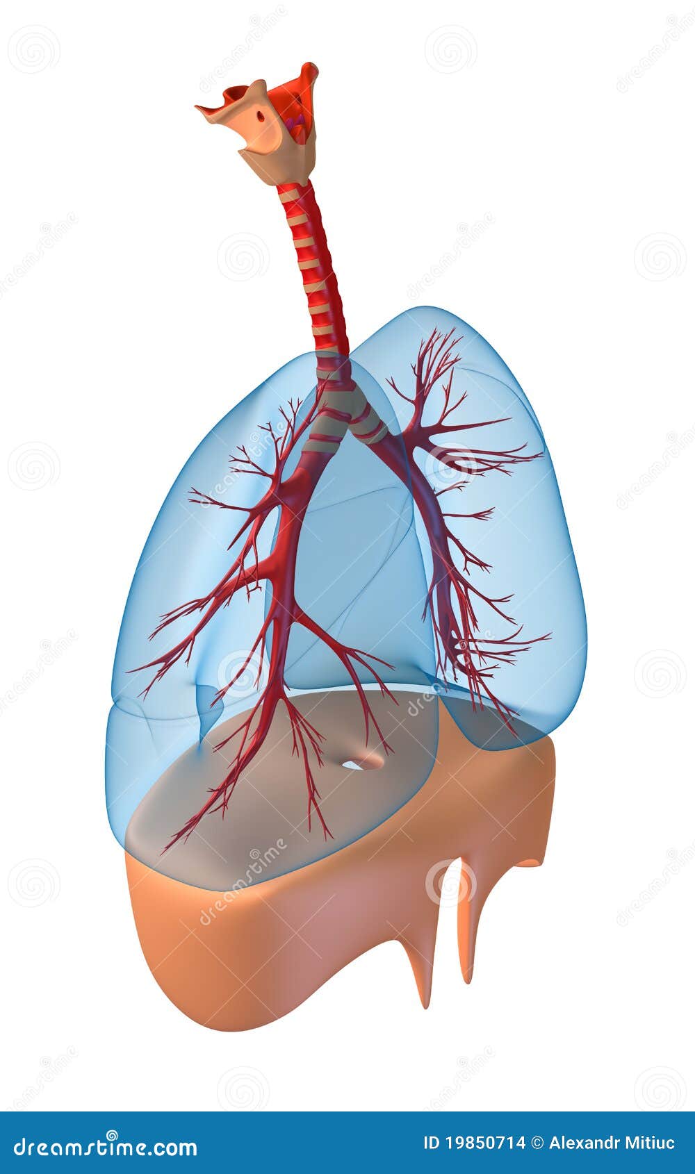 Lungs - Pulmonary System. Front View Royalty-Free Stock Photo ...