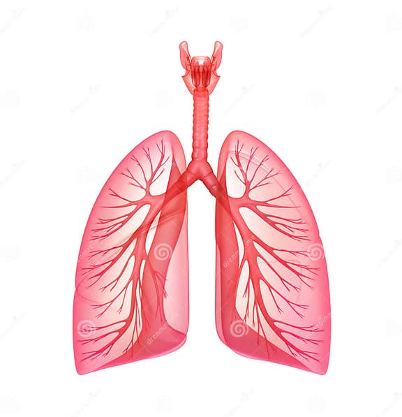 Lungs - Pulmonary System. Front View Stock Illustration - Illustration ...