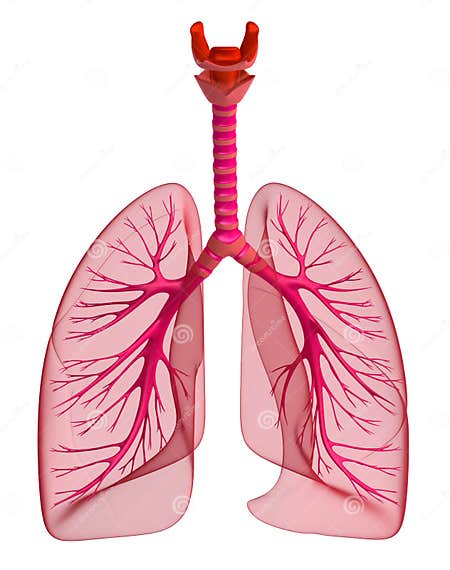 Lungs - Pulmonary System. Front View Stock Illustration - Illustration ...