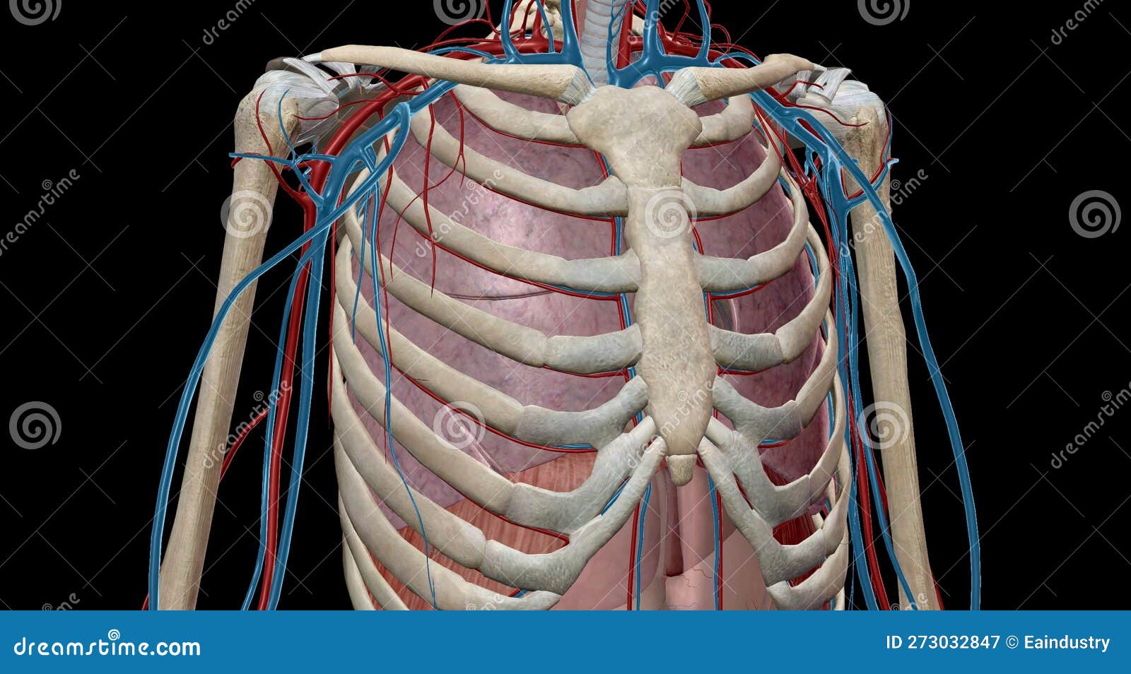 The Lungs are Located on Either Side of the Breastbone in the Chest ...