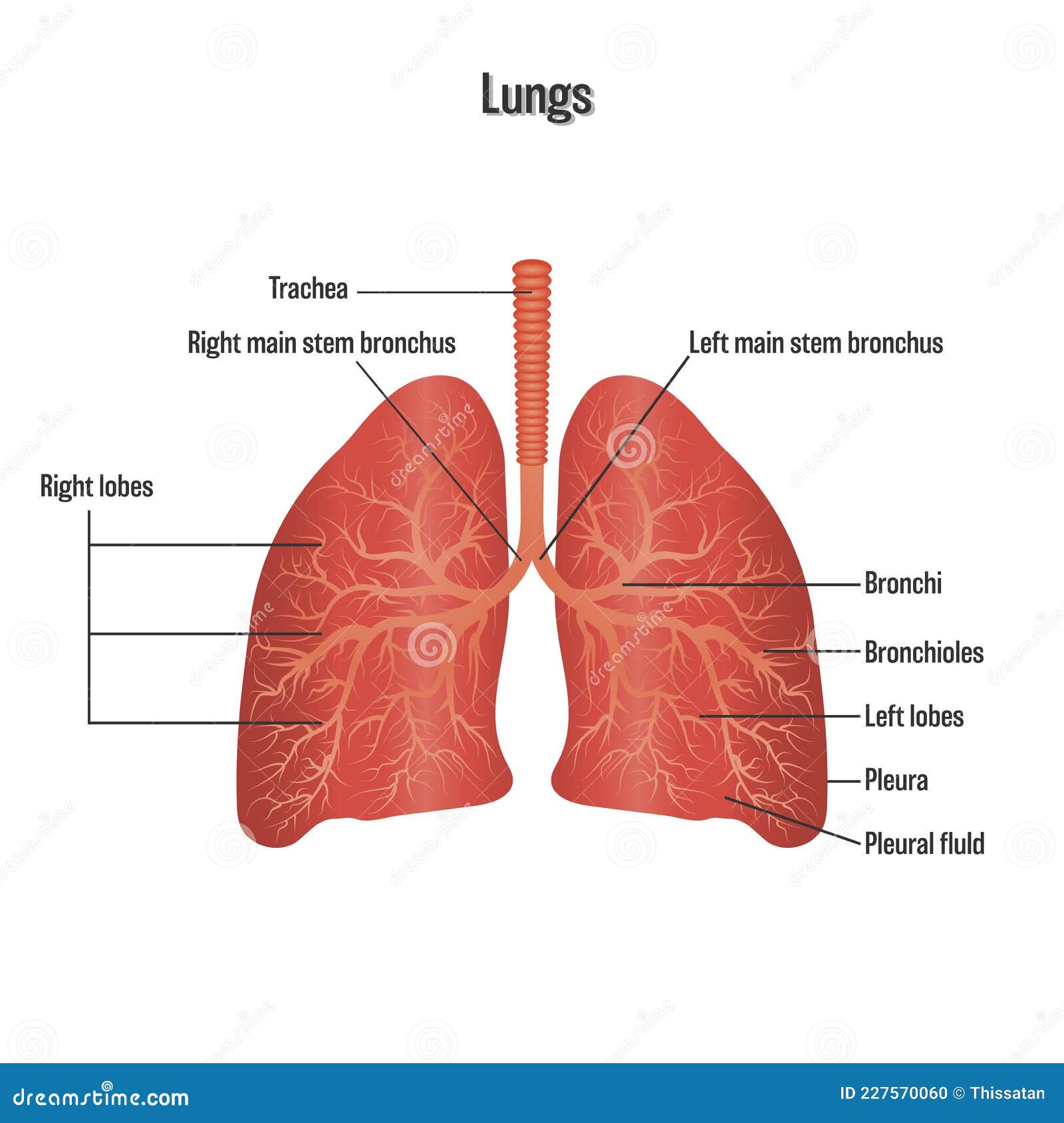Lungs Symbol Breathing Exercise Respiratory System Isolated On White