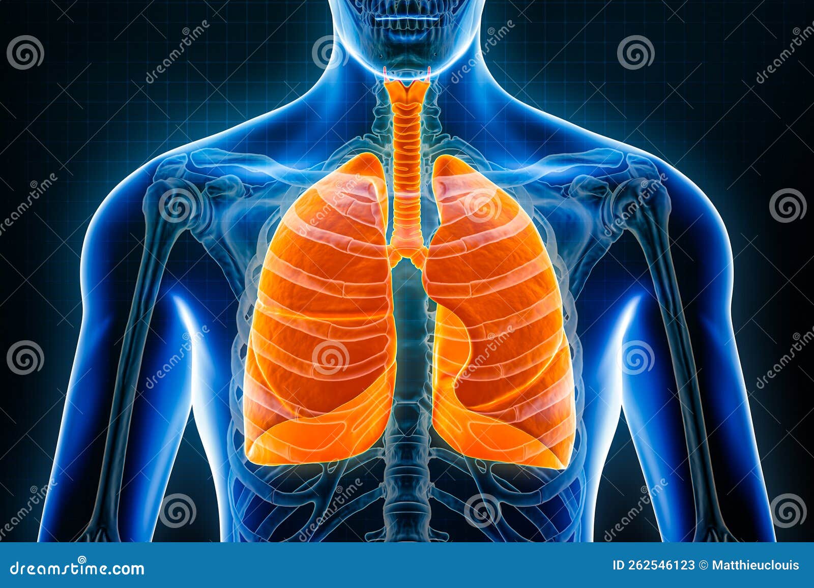 Lungs and Trachea Front or Anterior View 3D Rendering Illustration on ...