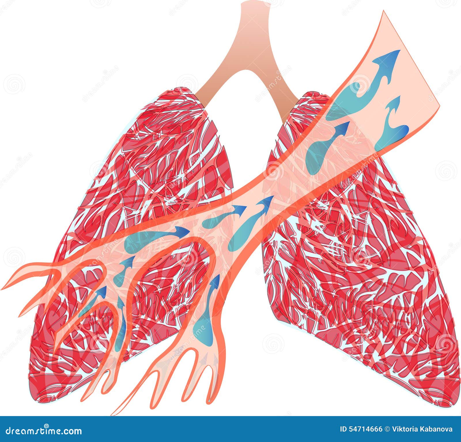 The lungs and Trachea stock illustration. Illustration of organ - 54714666