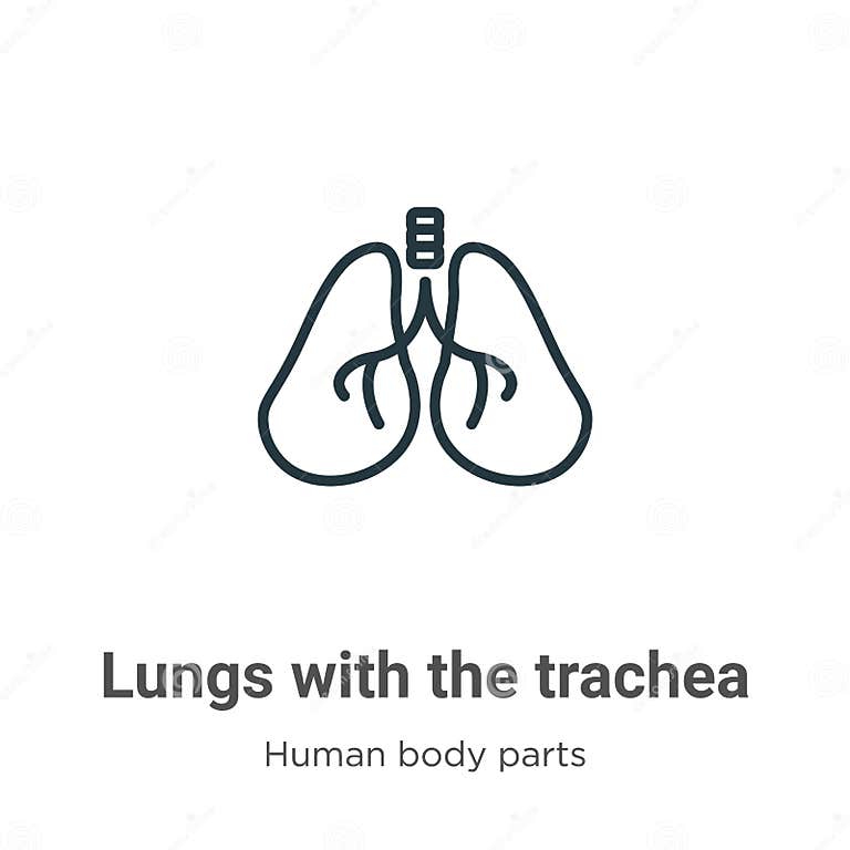 Lungs with the Trachea Outline Vector Icon. Thin Line Black Lungs with ...