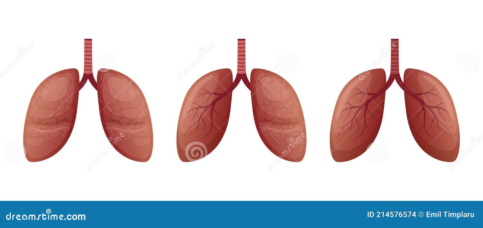 Lungs Vector Design Illustration Stock Vector - Illustration of design ...