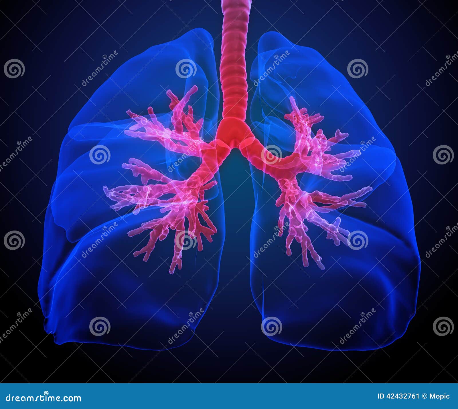 Lungs With Visible Bronchi Royalty-Free Cartoon | CartoonDealer.com ...