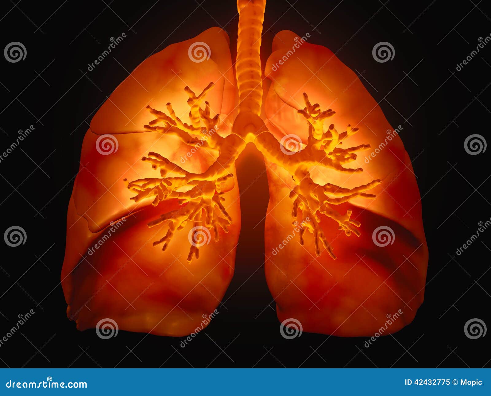 Lungs With Visible Bronchi Stock Illustration | CartoonDealer.com #42432775